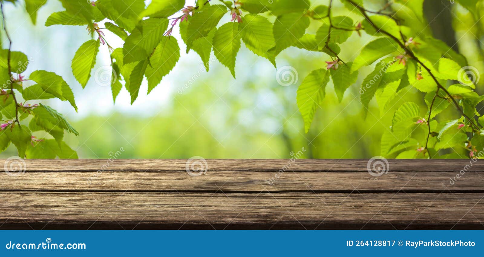 Wooden table banner stock image. Image of morning, branch - 264128817