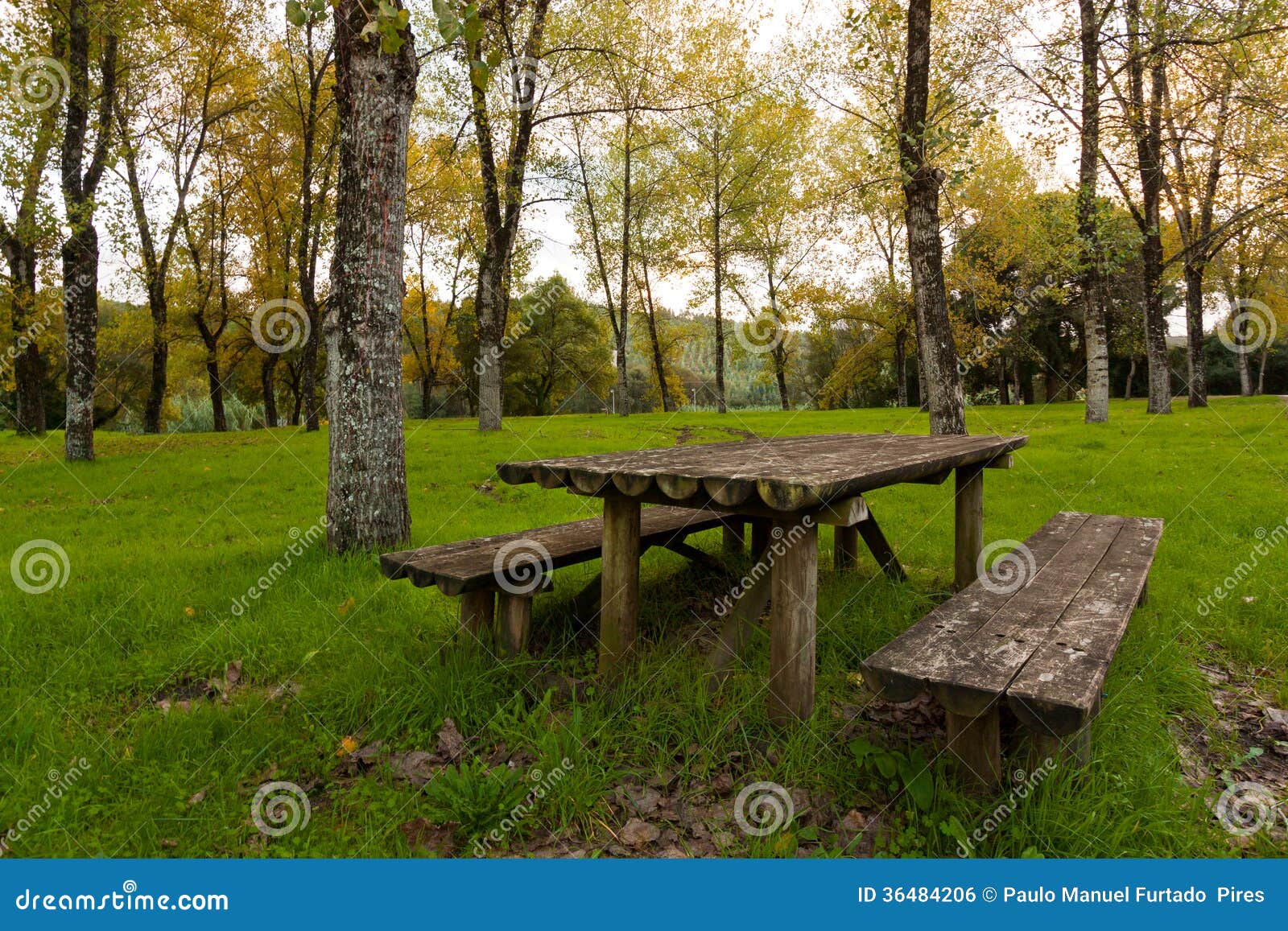 Wooden table and bench stock photo. Image of fall, forest - 36484206