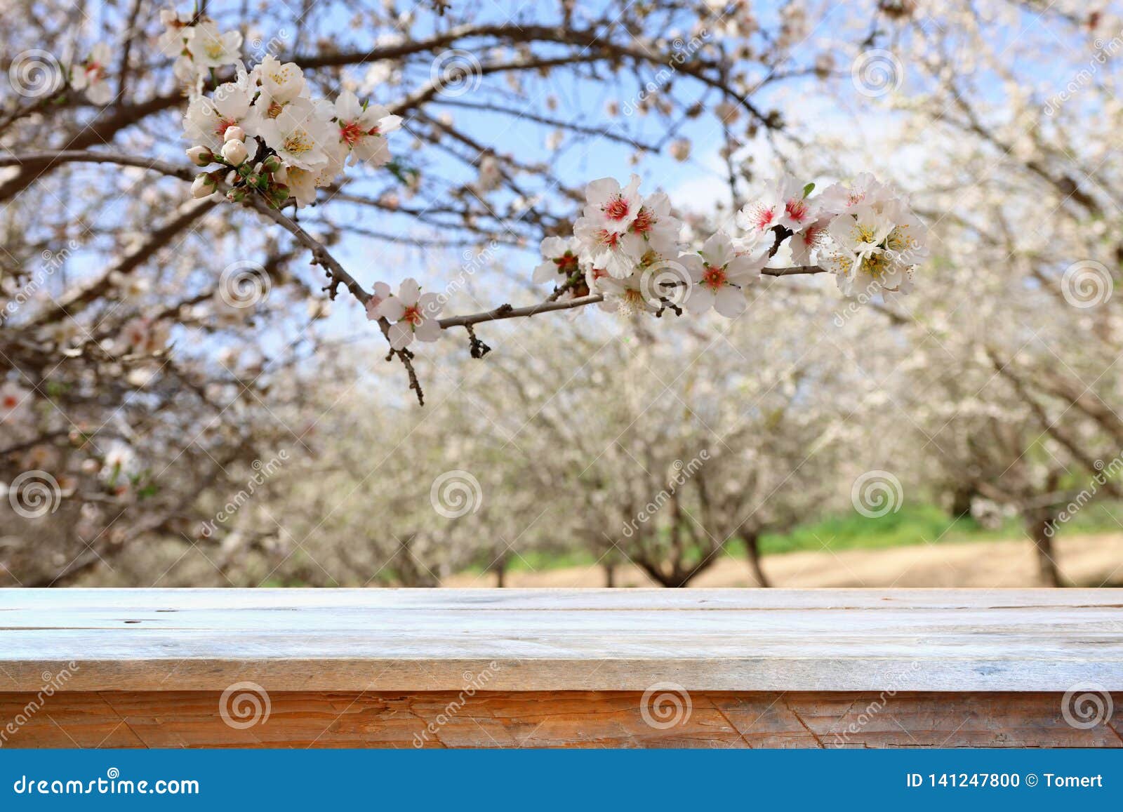 Wooden Table in Front of Spring Blossom Tree Landscape. Product Display ...