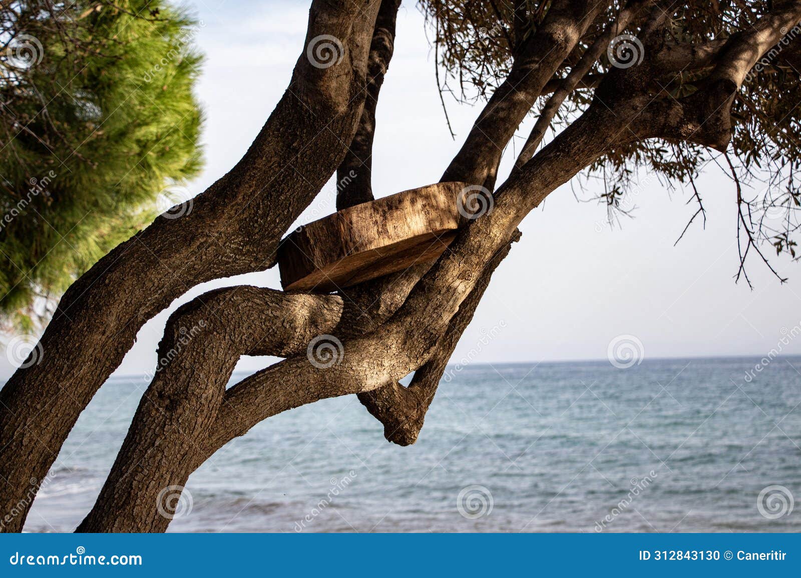 Wooden Table Top on a Tree Branch on the Background of the Sea.Wooden ...