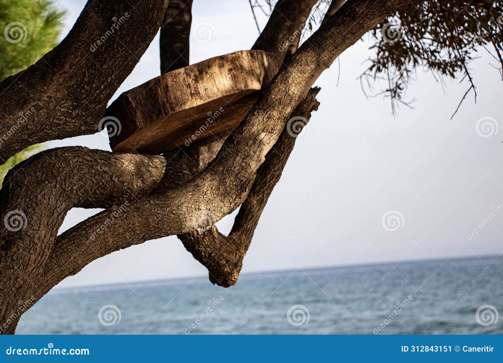 Wooden Table Top on a Tree Branch on the Background of the Sea.Wooden ...