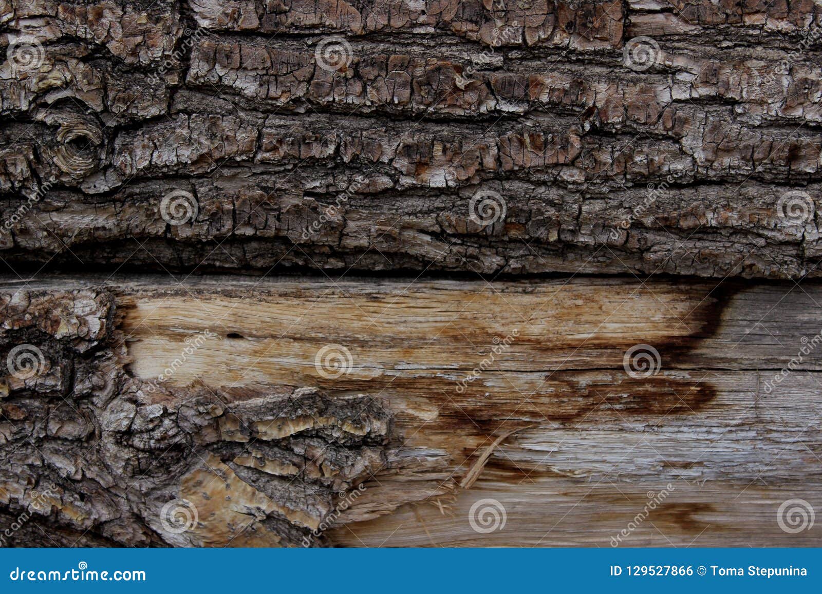 Tree Texture. Tree Background. Crack Tree Texture Stock Photo - Image ...