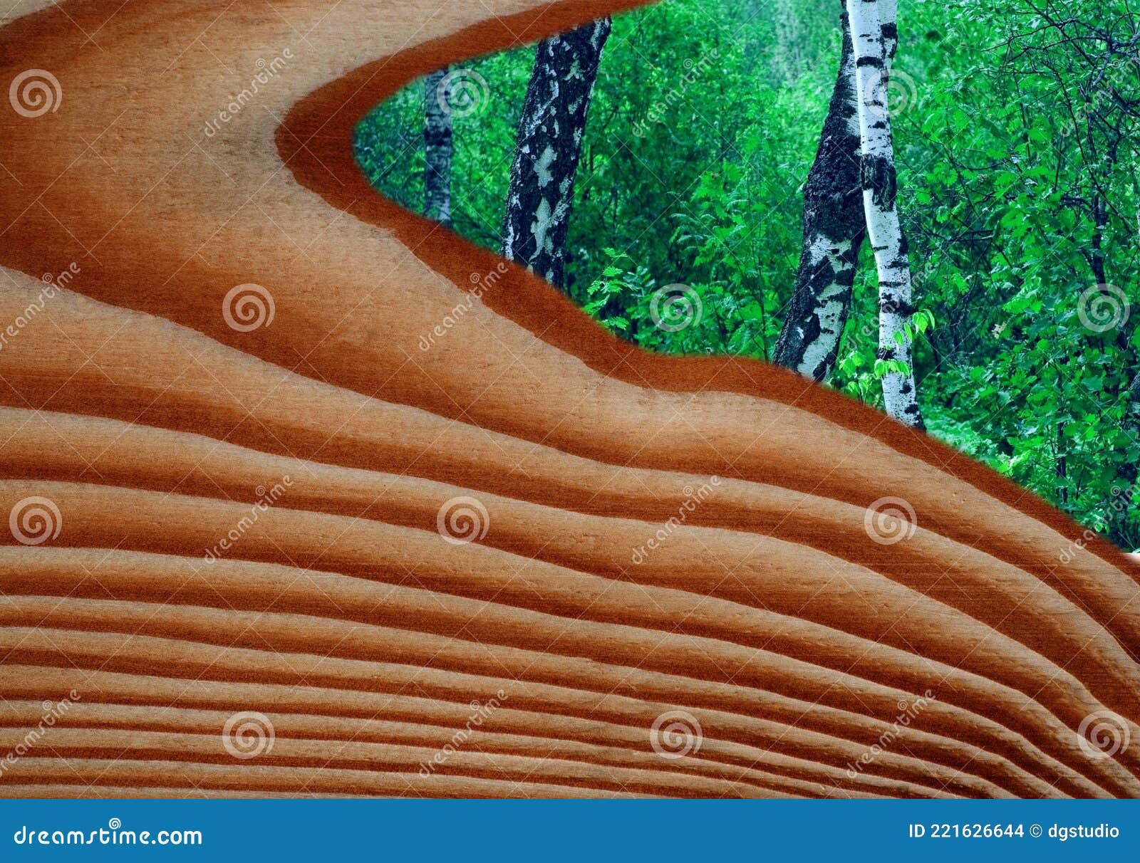 Birch sliced cutted stock photo. Image of greenish, invention - 221626644