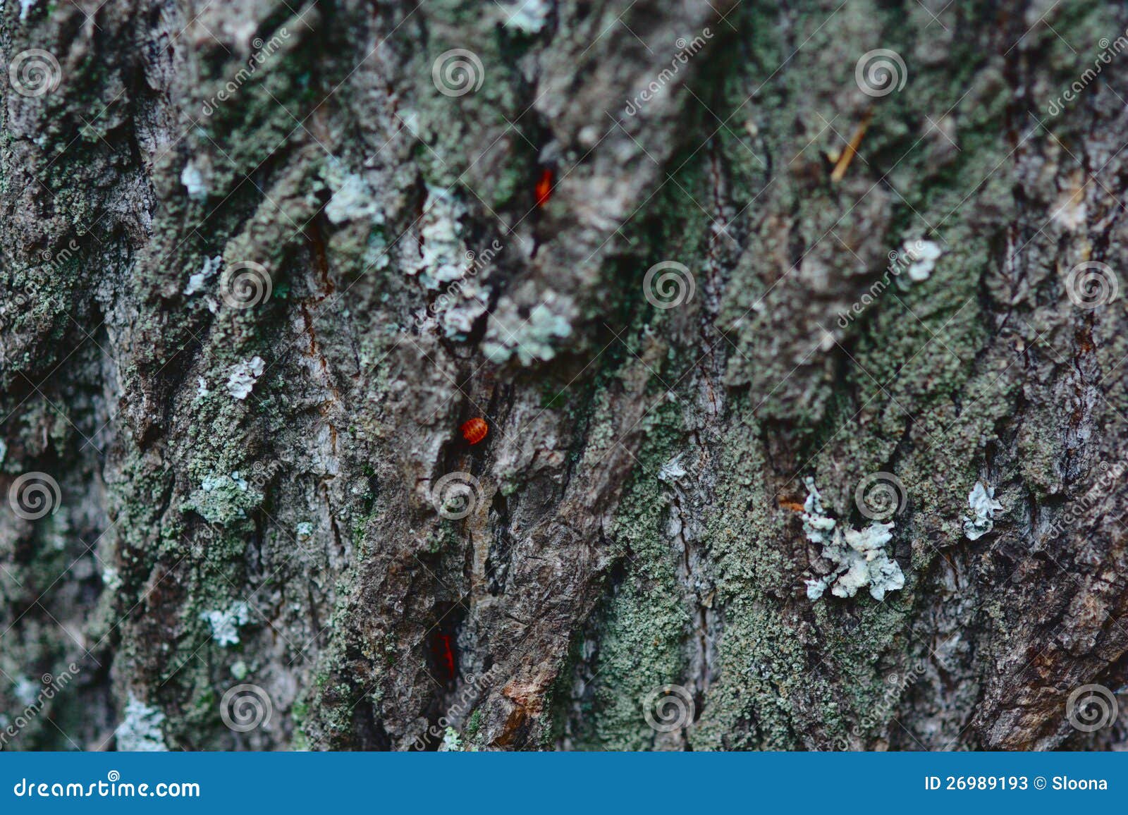 Wooden texture with bugs stock image. Image of green - 26989193