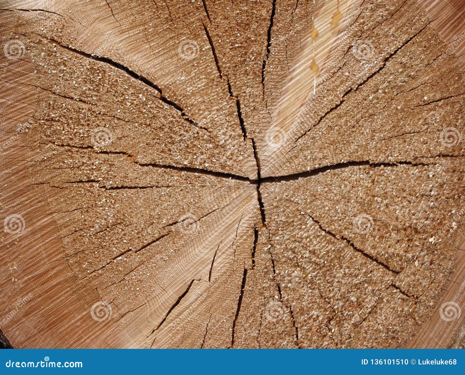 Wooden Texture of Cut Tree Trunk Background Stock Photo - Image of ...
