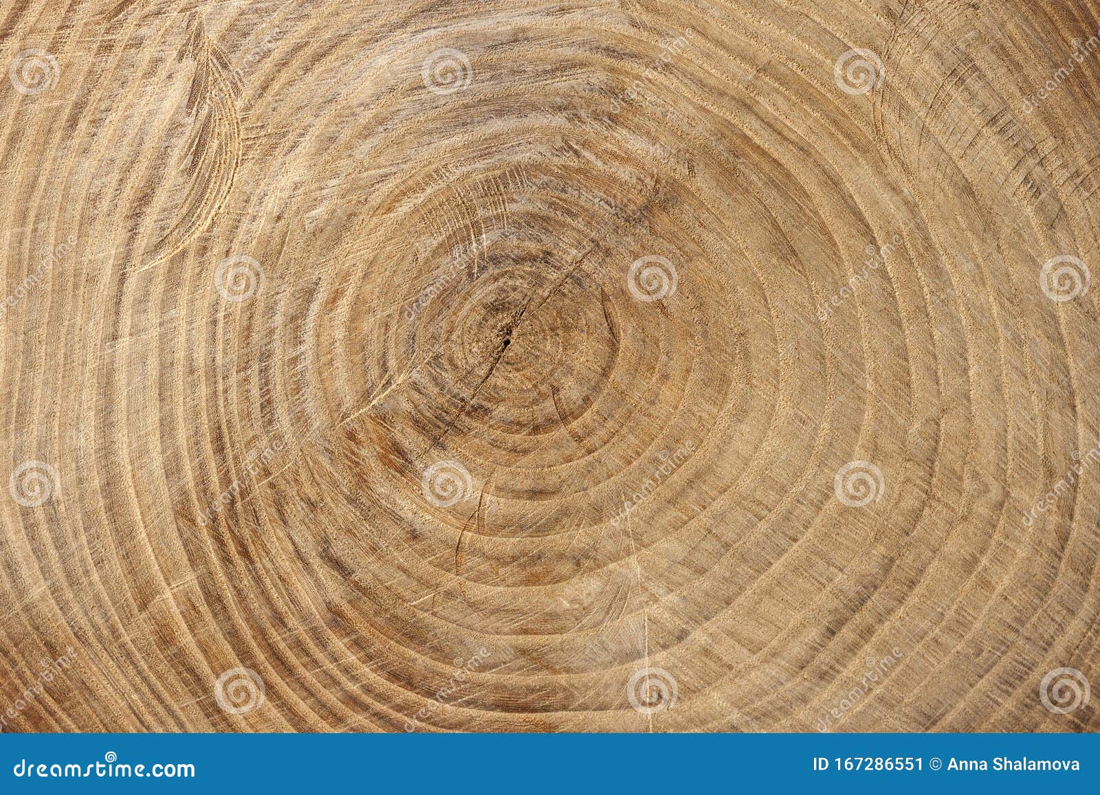 Closeup Of Cross Section Of Moso Bamboo Node Or Septa Cross Section ...