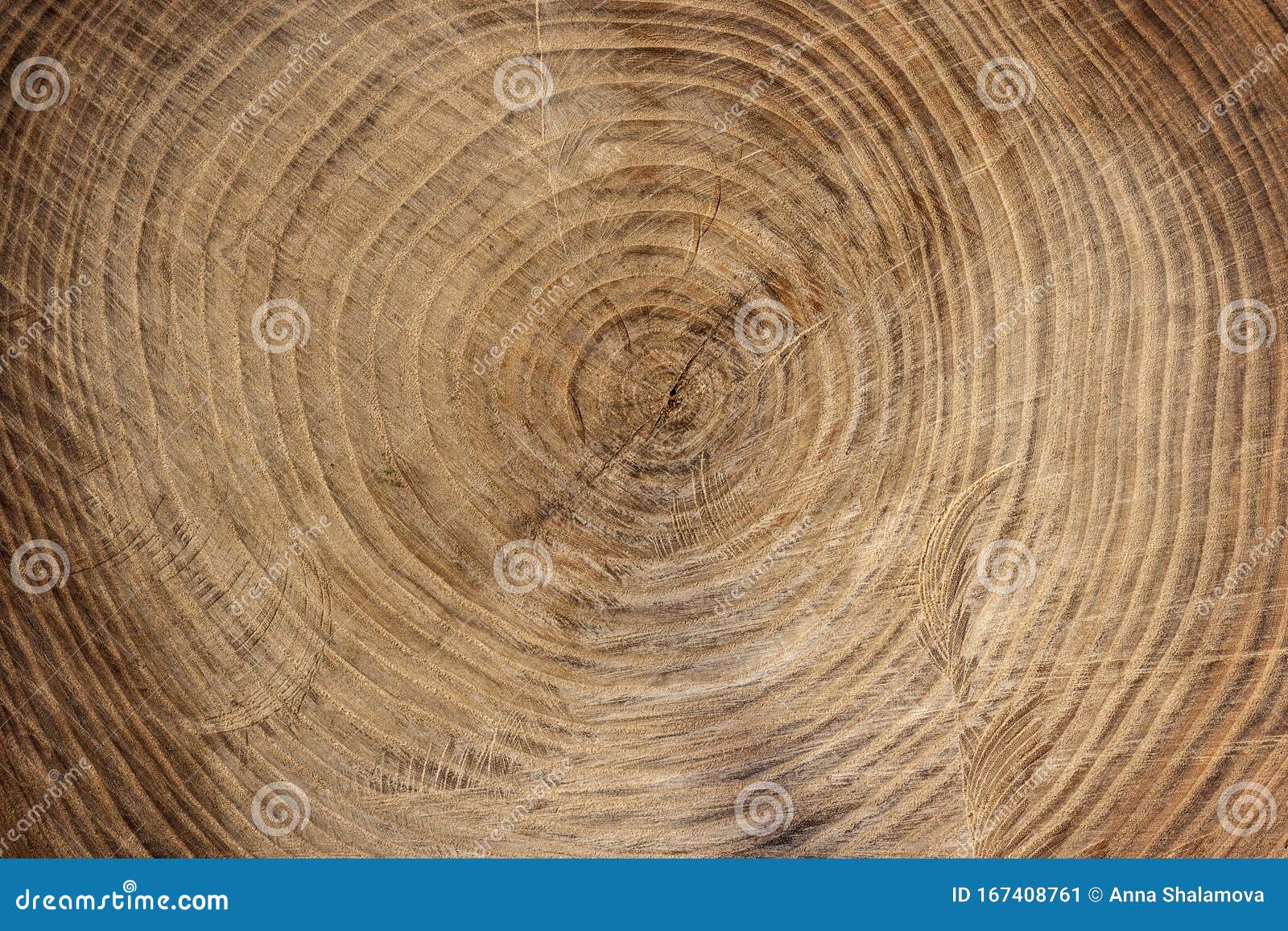 Wooden Texture from Cut Tree Trunk of Maple Tree, Closeup. Cross ...