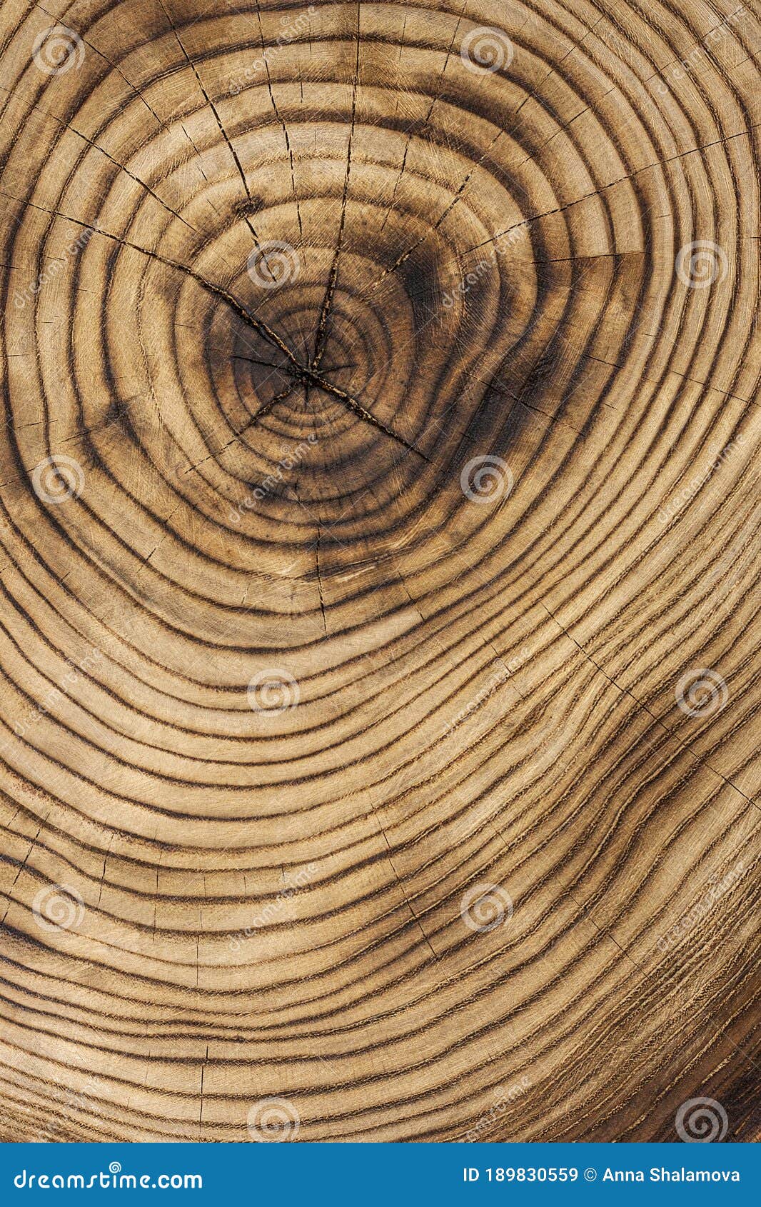 Wooden Texture from Cut Tree Trunk of Maple Tree, Closeup. Cross ...
