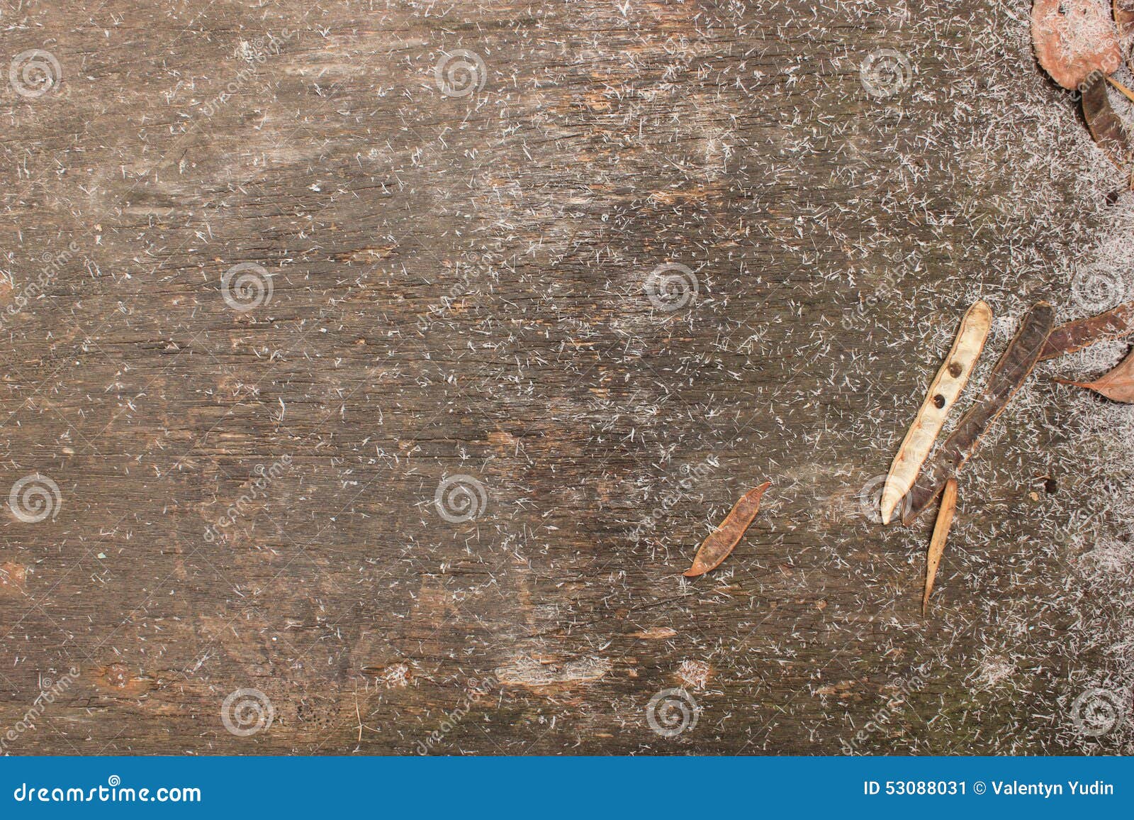 Wooden Texture with Dry Blade Stock Image - Image of panel, house: 53088031