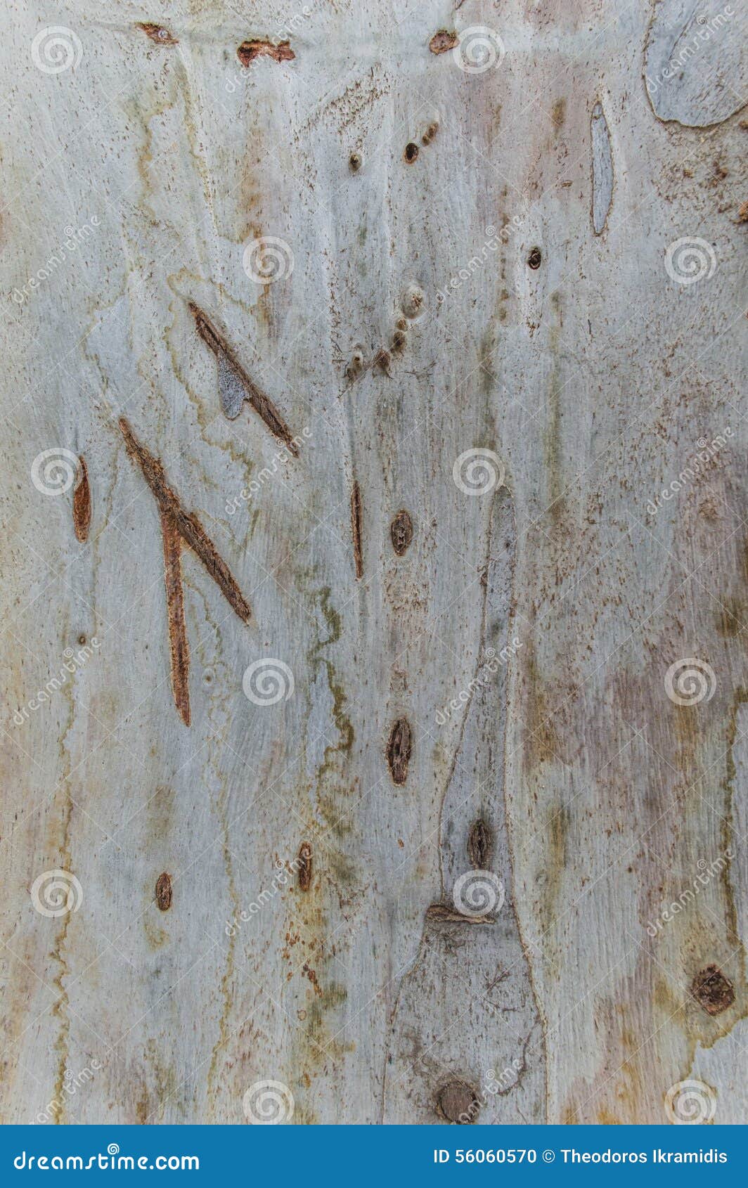 Wooden texture stock photo. Image of tree, light, flora - 56060570