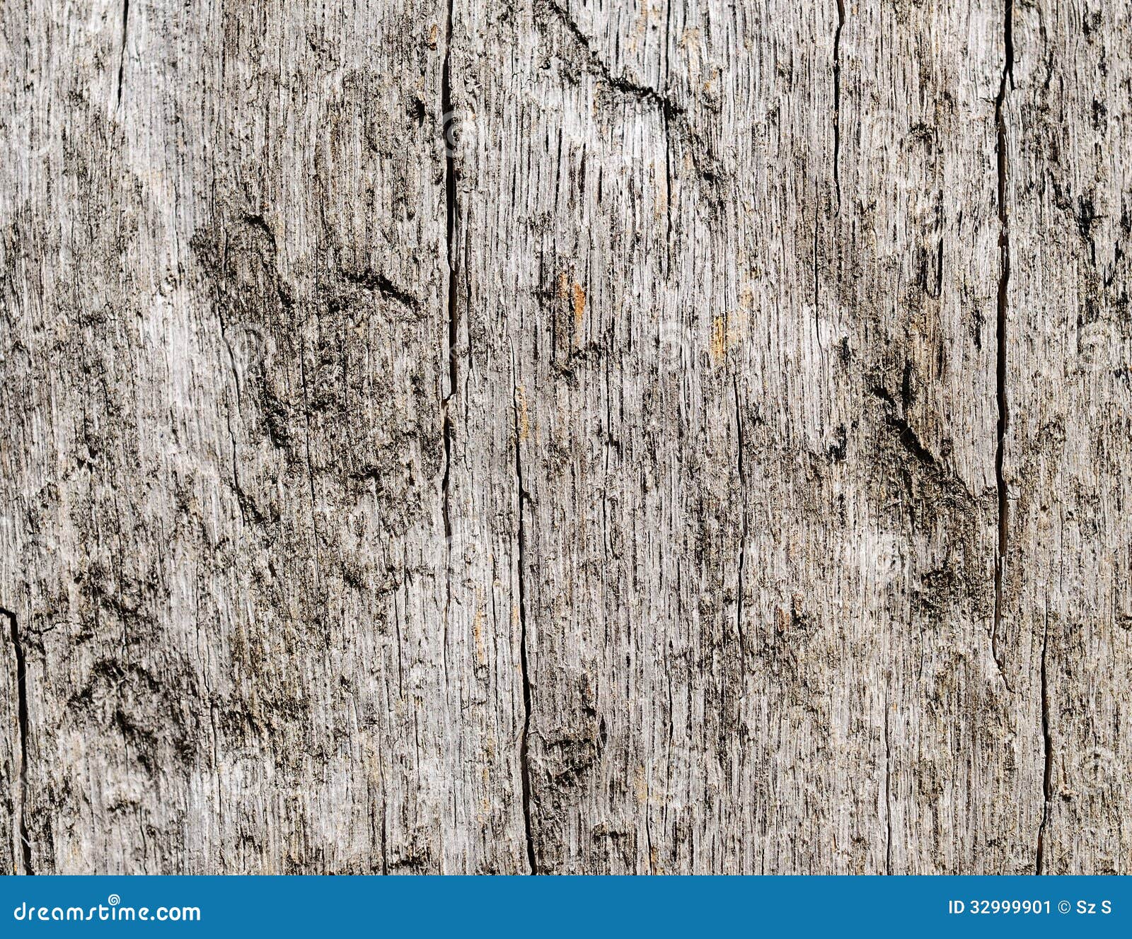Wooden Texture Of Oak Tree Stock Image - Image: 32999901