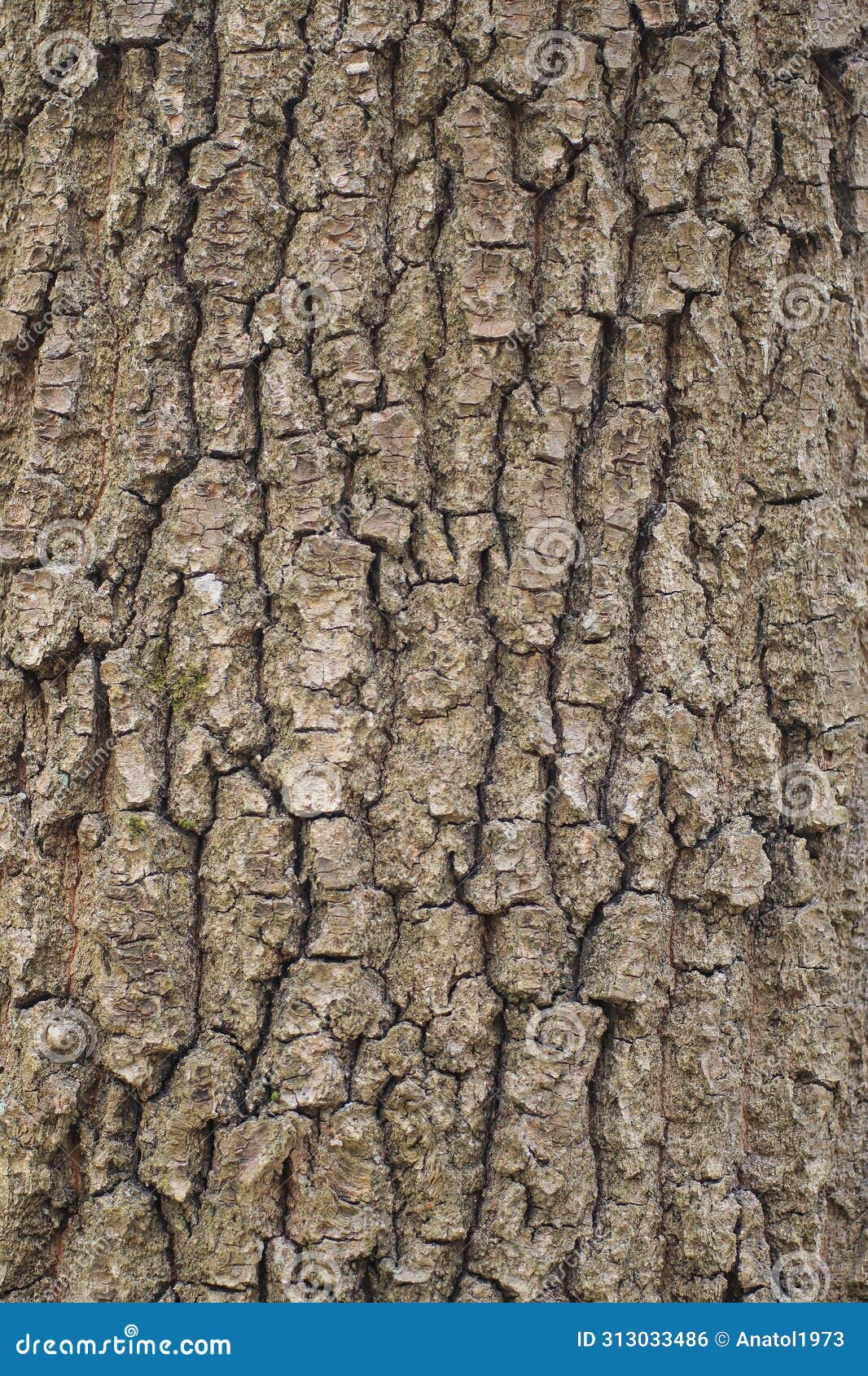 Wooden Texture from a Pattern of Gray Poplar Tree Bark Stock Photo ...