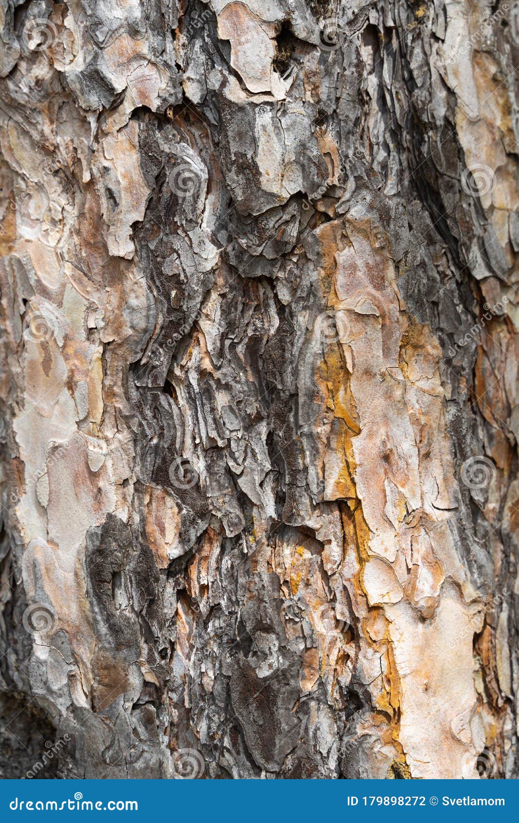 Wooden Texture. Pine Tree, Close-up View Stock Photo - Image of close ...