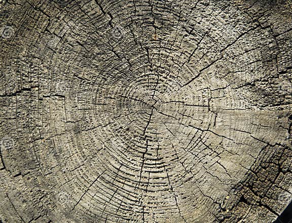 Wooden texture on a stub stock image. Image of textured - 71759171