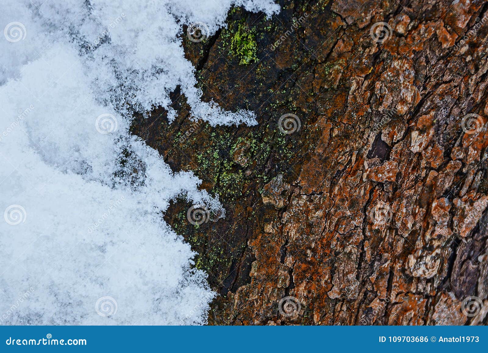 Wooden Texture of Tree Bark and Snow Stock Photo - Image of wallpaper ...