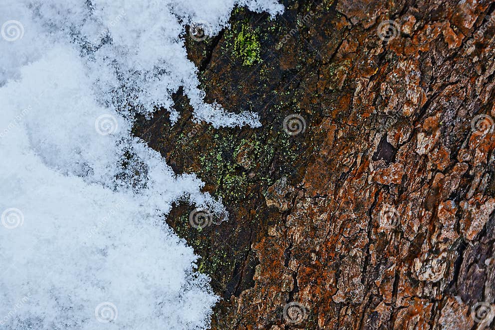 Wooden Texture of Tree Bark and Snow Stock Photo - Image of wallpaper ...