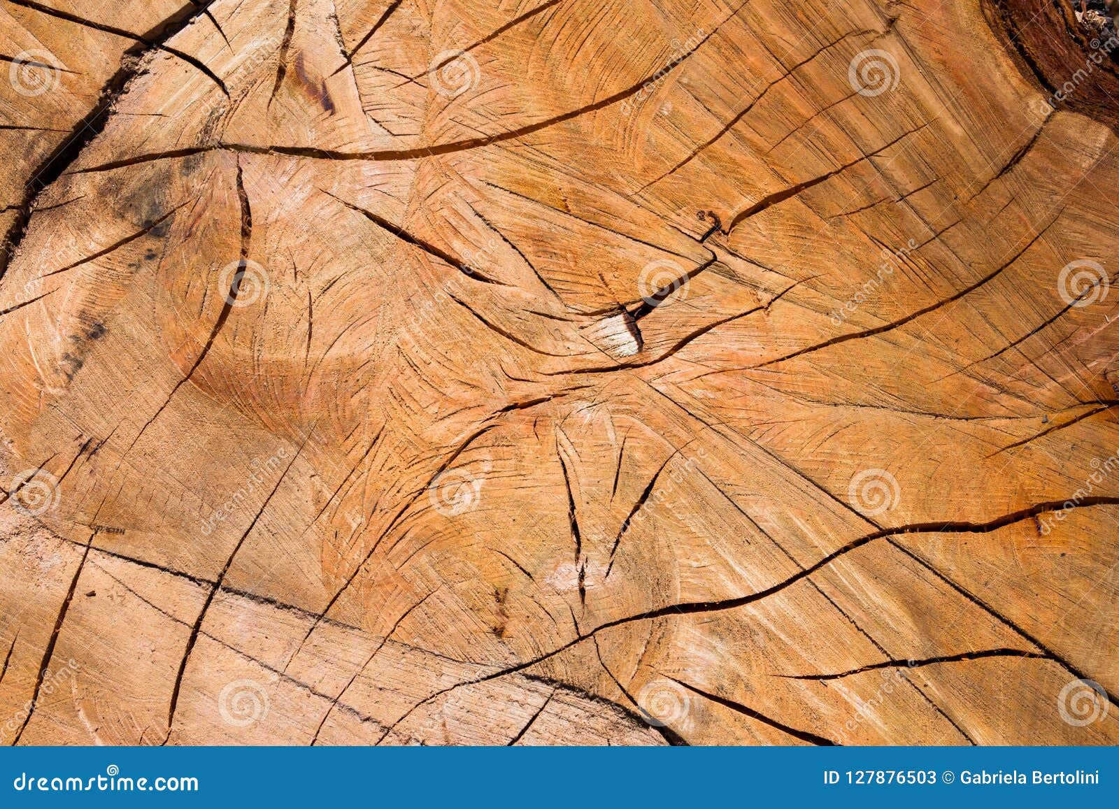 Wooden Texture of Tree Cut by Man Stock Image - Image of organic ...