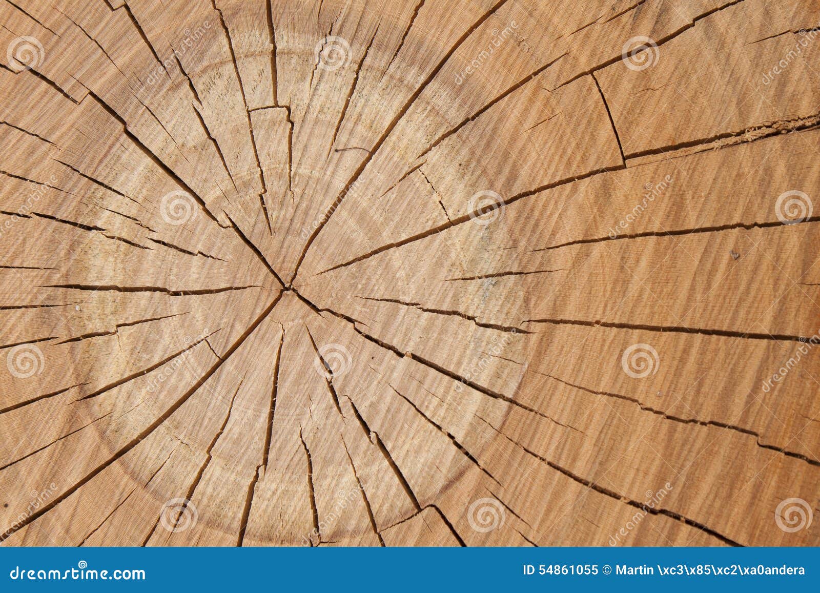 Wooden Texture from the Tree, Plum-tree Stock Image - Image of material ...