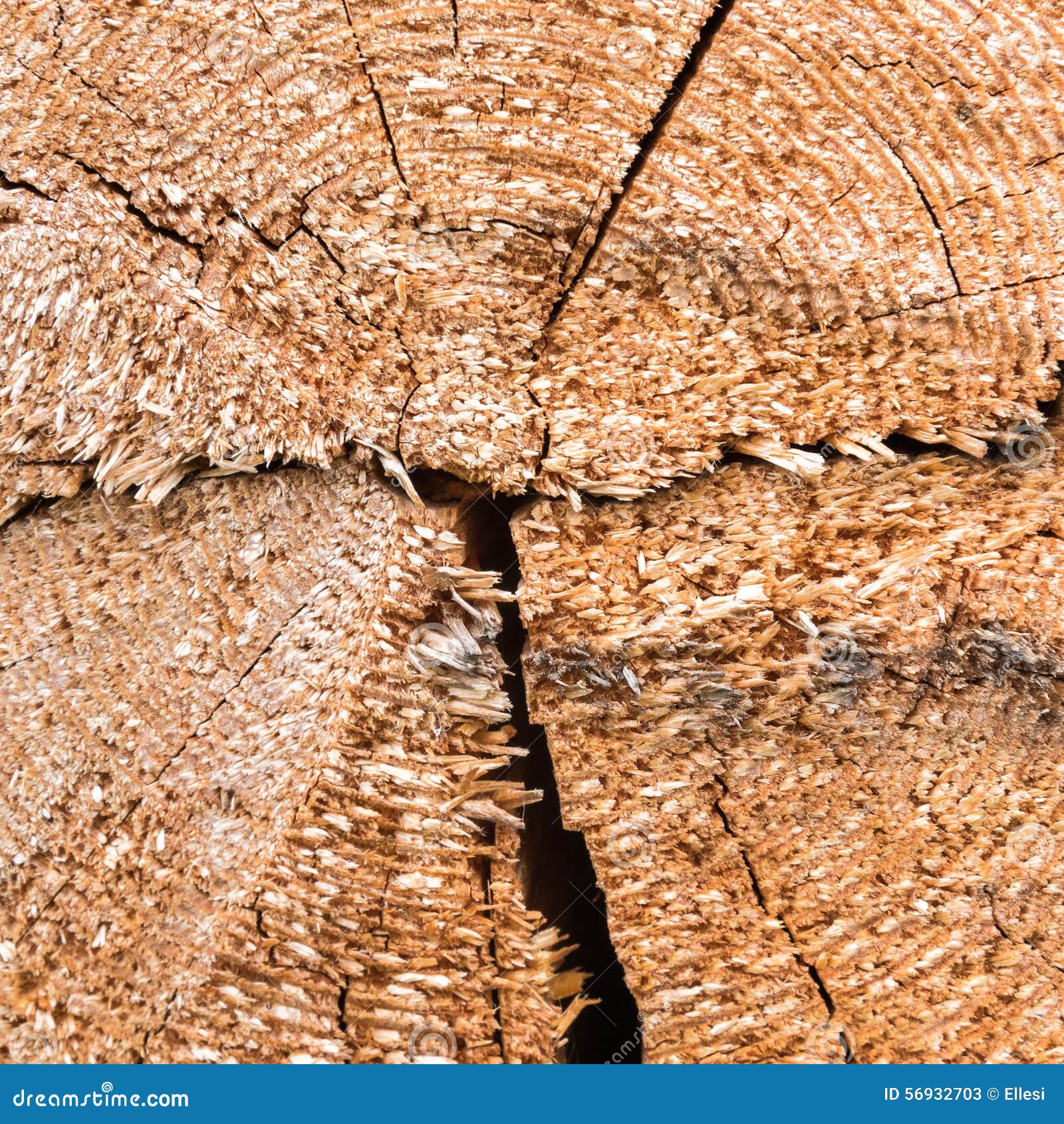 Wooden Texture of a Tree Trunk Stock Image - Image of background, pine ...
