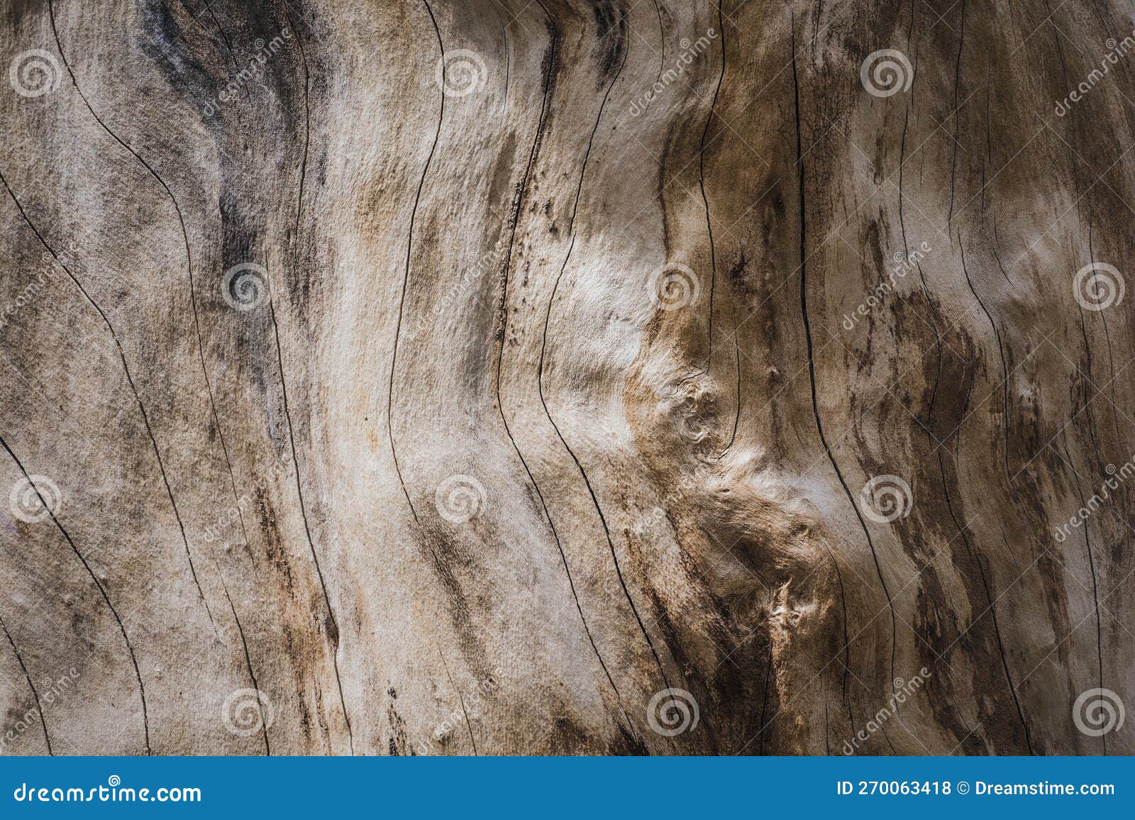 Wooden Texture of a Tree Trunk without Timber. Stock Photo - Image of ...