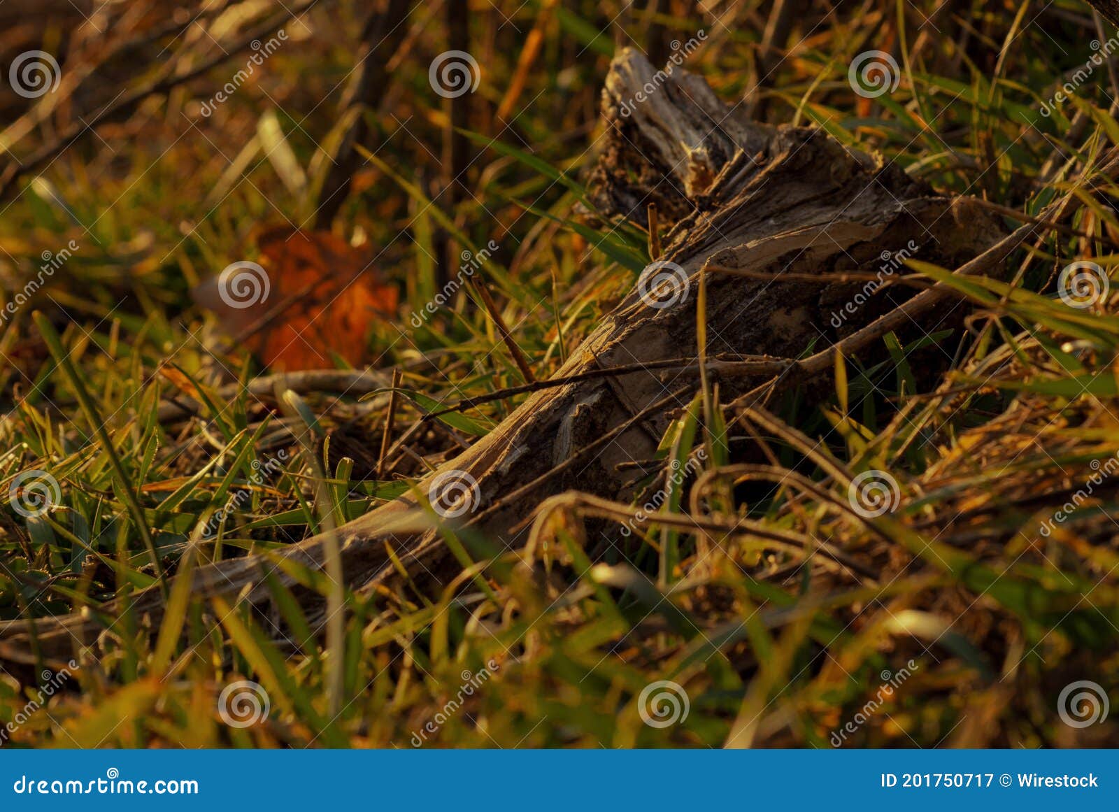 Wooden Thic Tree Branch in the Grass Stock Image - Image of fall, lawn ...