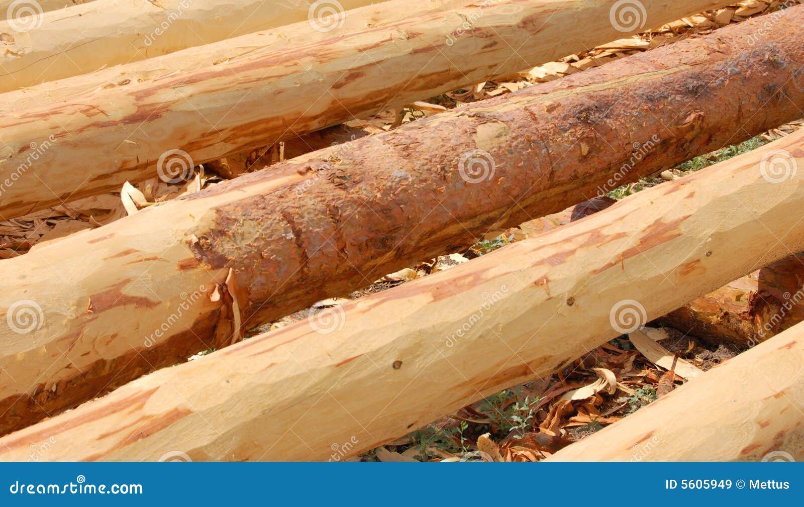 Wooden timber logs stock image. Image of natural, chopped - 5605949