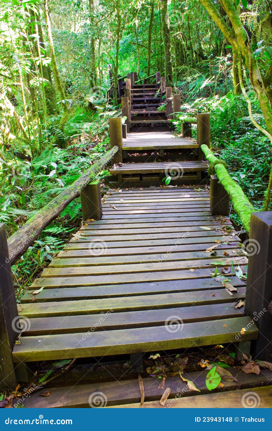 Wooden Trace for Walking To Learn the Nature Stock Photo - Image of ...