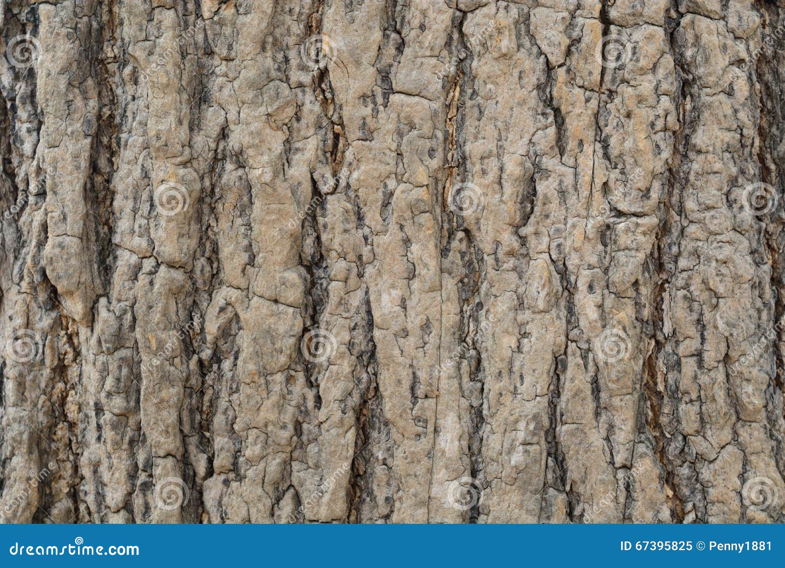 Wooden tree background stock image. Image of woodbackground - 67395825