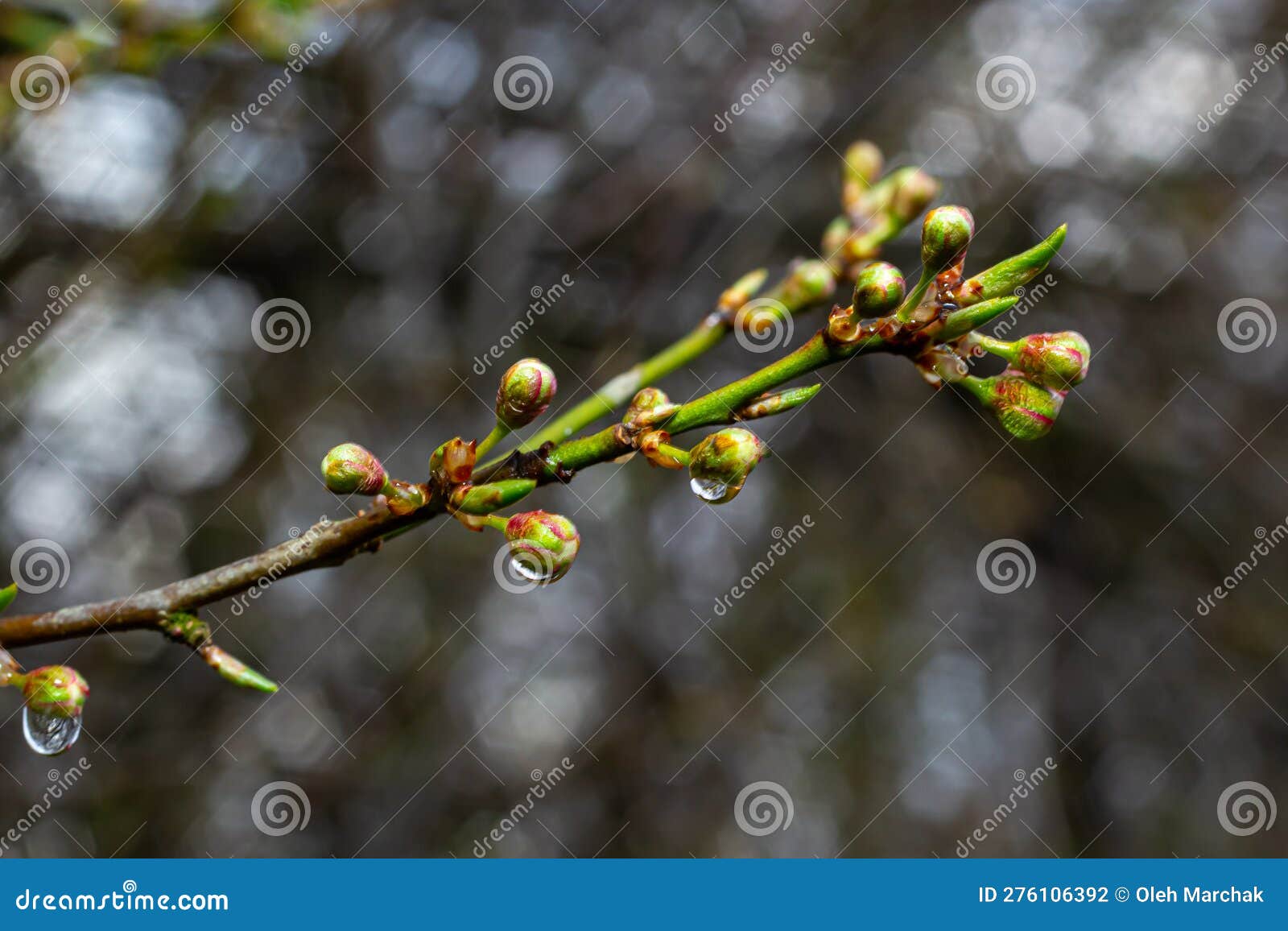 Wooden Tree Branches with New Flower Buds in the End with Rain Drops ...