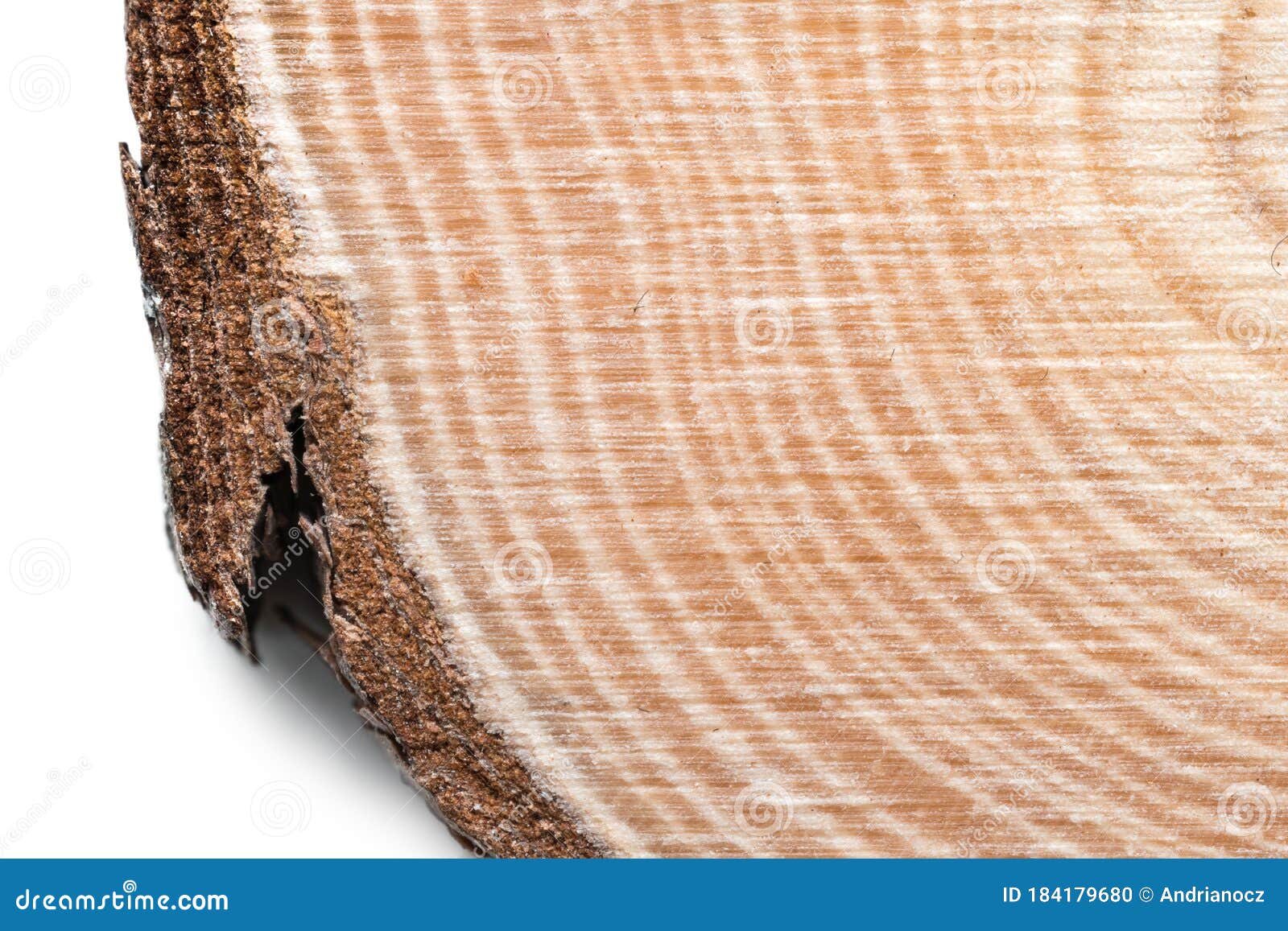 Wooden Tree Cut Surface Isolated on White Stock Photo - Image of plant ...