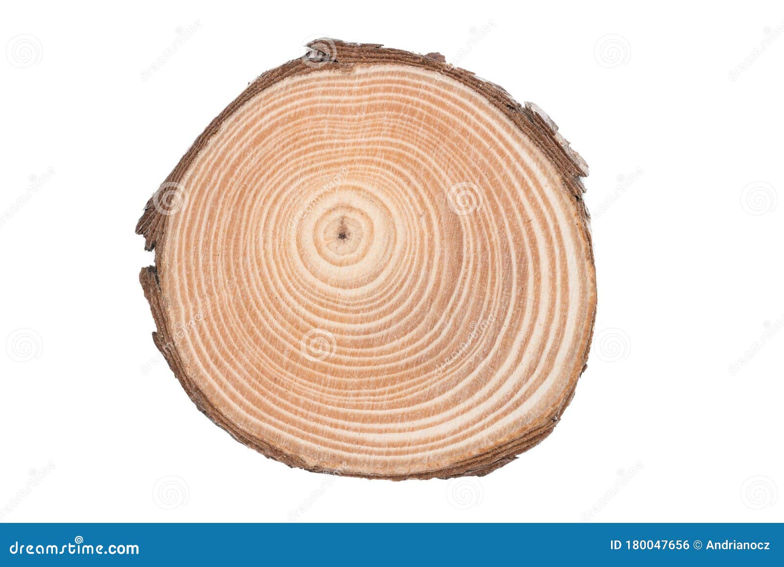 Wooden Tree Cut Surface Isolated on White Stock Photo - Image of ...