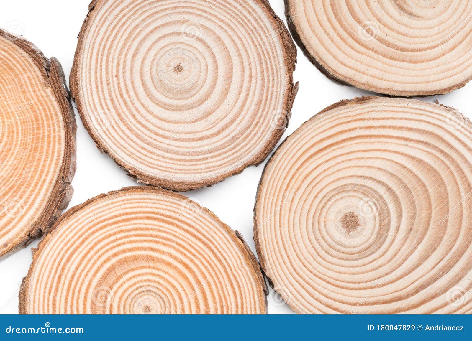 Wooden Tree Cut Surface Isolated on White Stock Image - Image of lumber ...