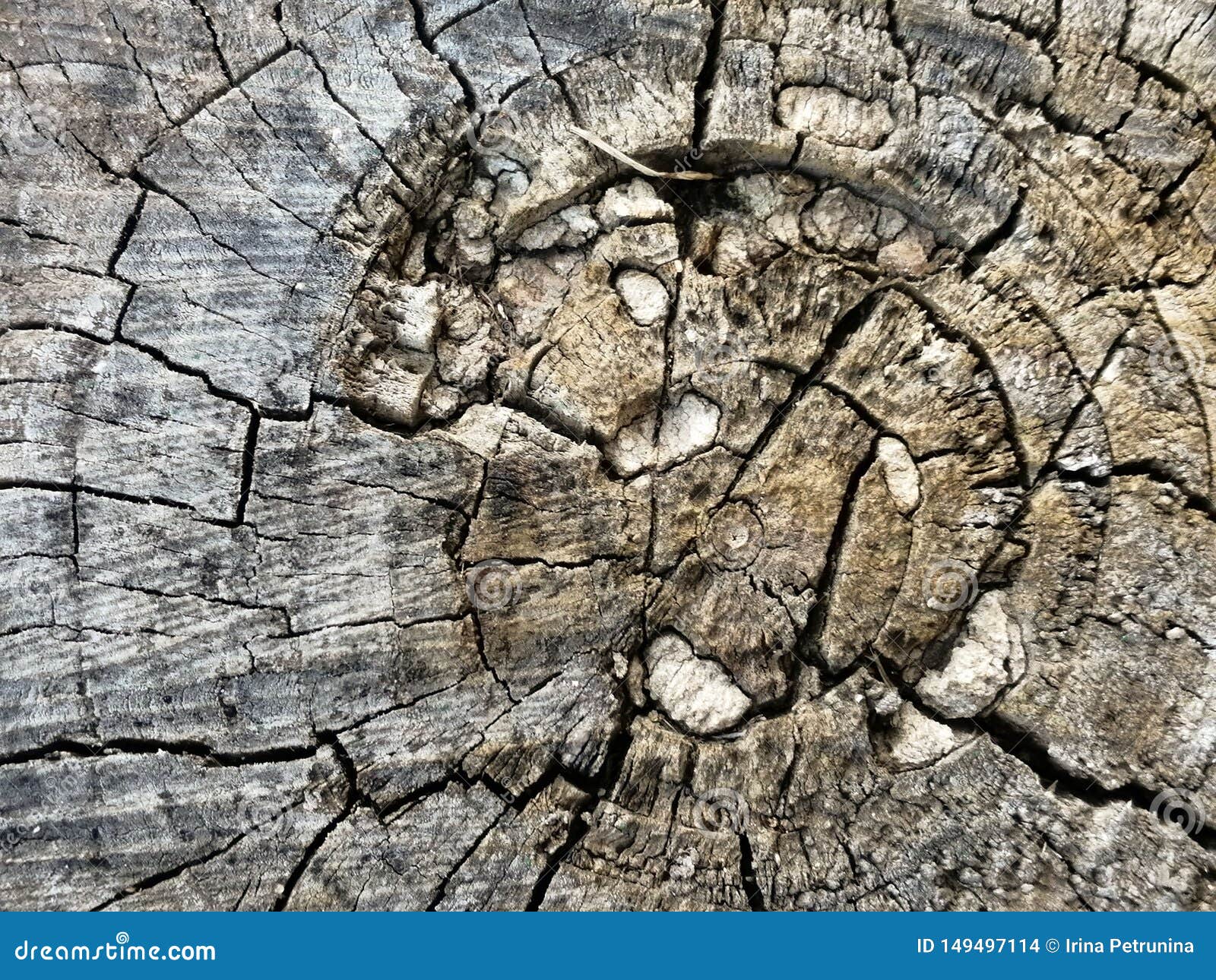 Wooden tree cut texture stock photo. Image of abstract - 149497114