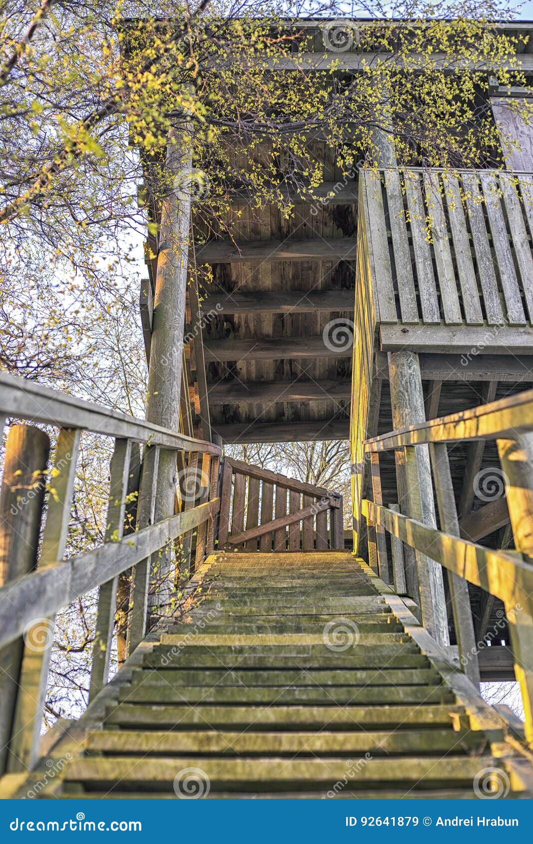 Wooden tree house stairs stock image. Image of home, forest - 92641879