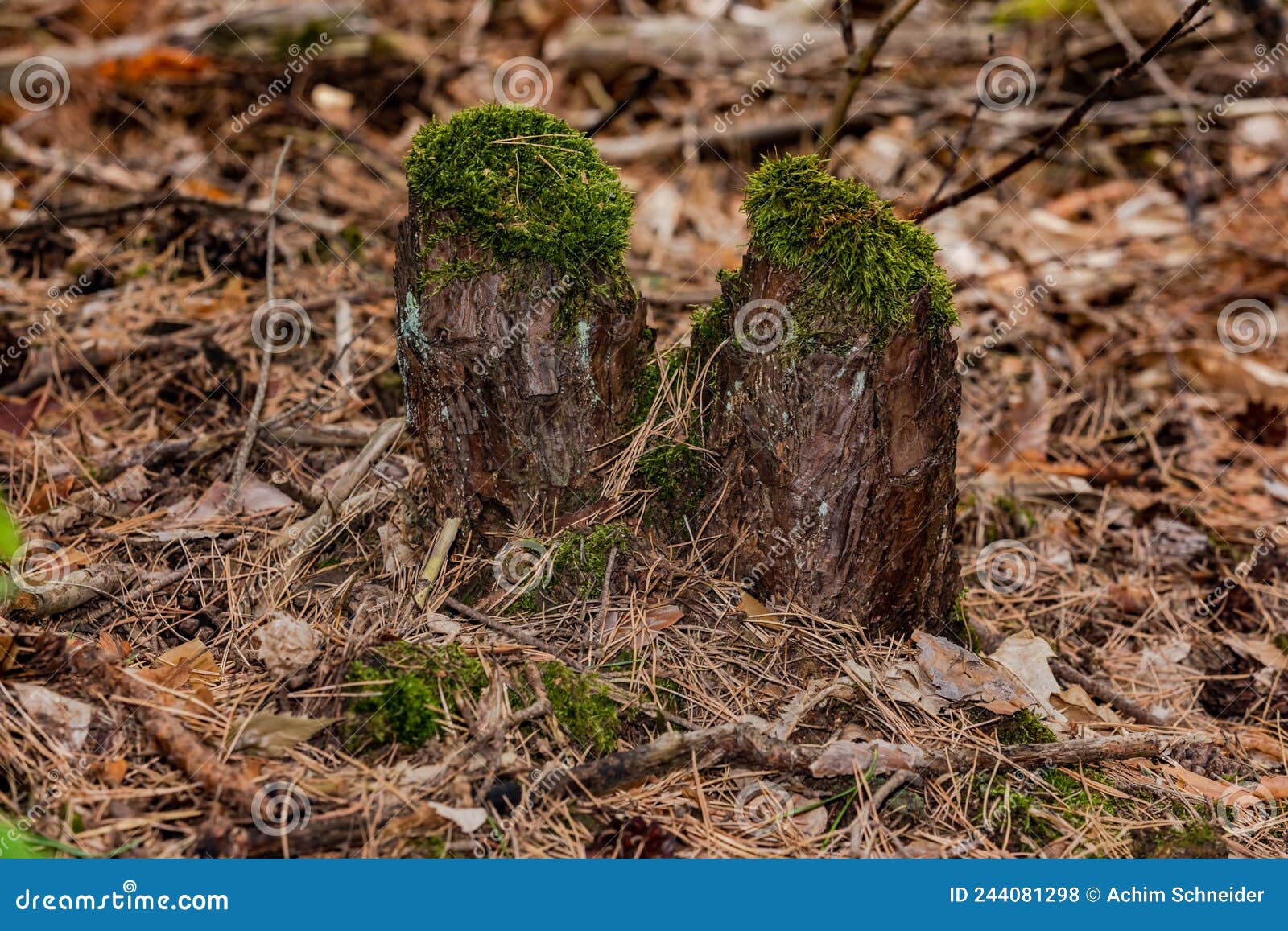 A Wooden Tree Stump Overgrown with Moss Stock Photo - Image of devices ...