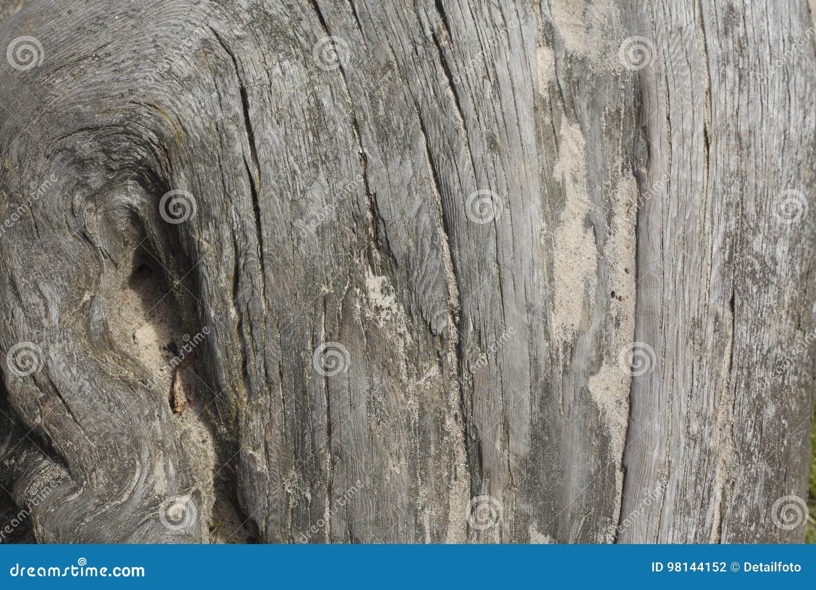 Wooden tree texture stock photo. Image of gnarledly, grey - 98144152