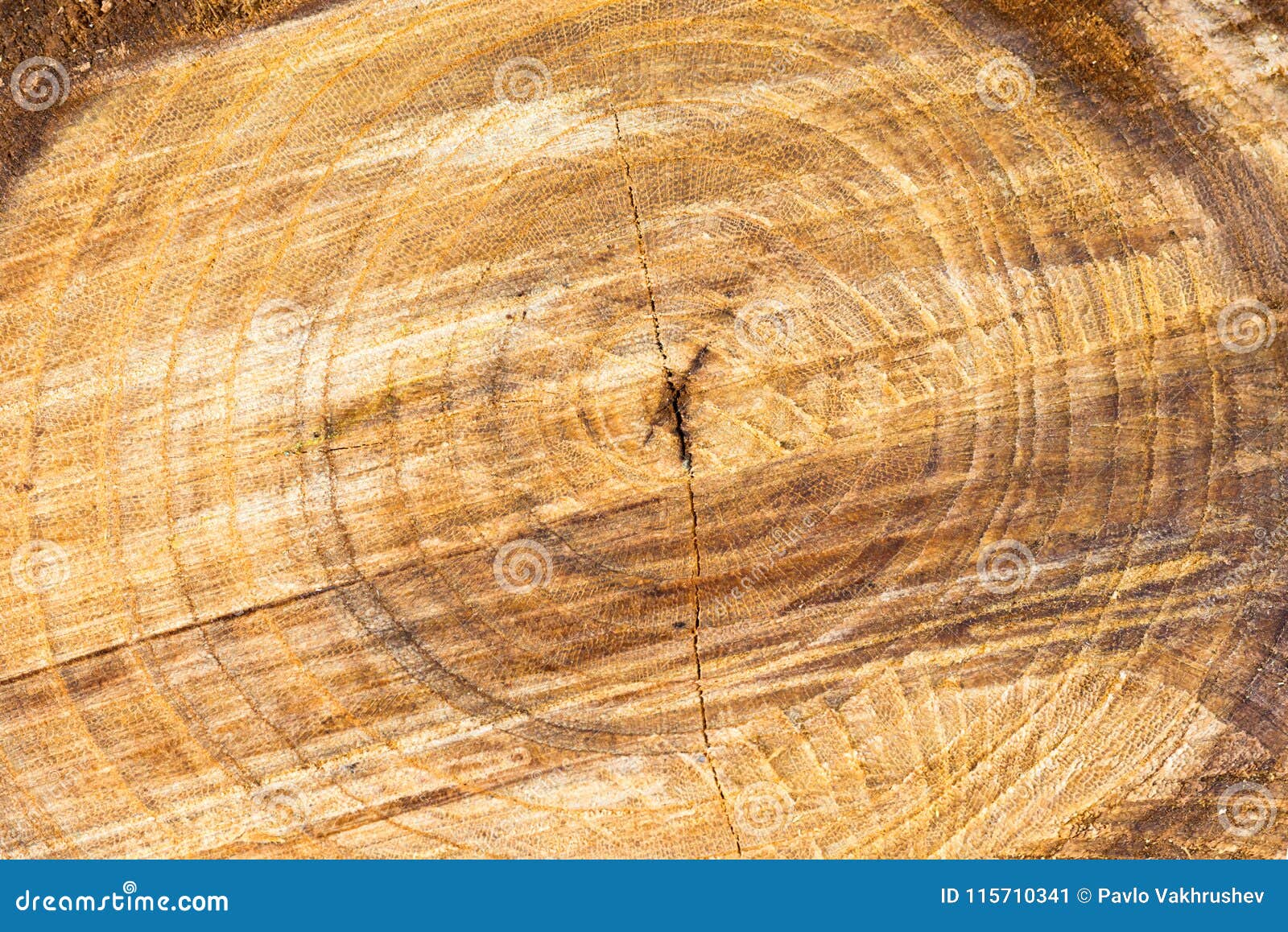 Wooden tree trunk texture stock image. Image of macro - 115710341