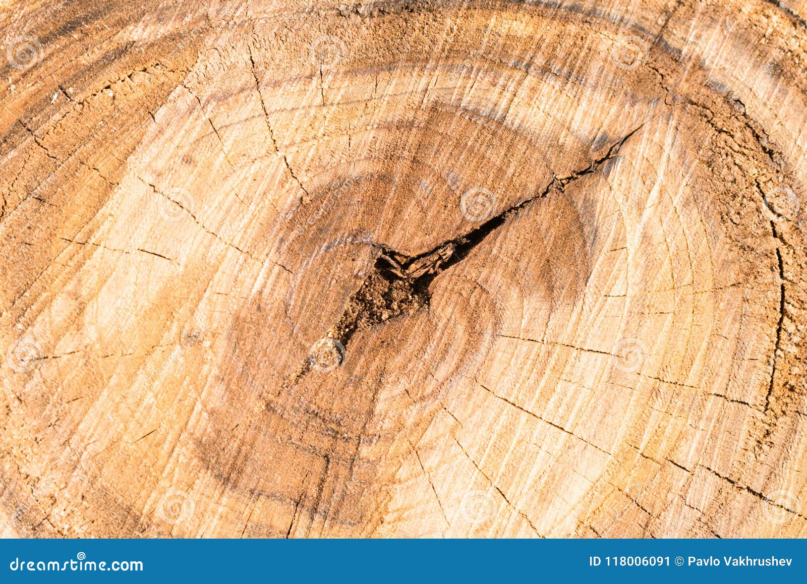 Wooden tree trunk texture stock image. Image of rings - 118006091