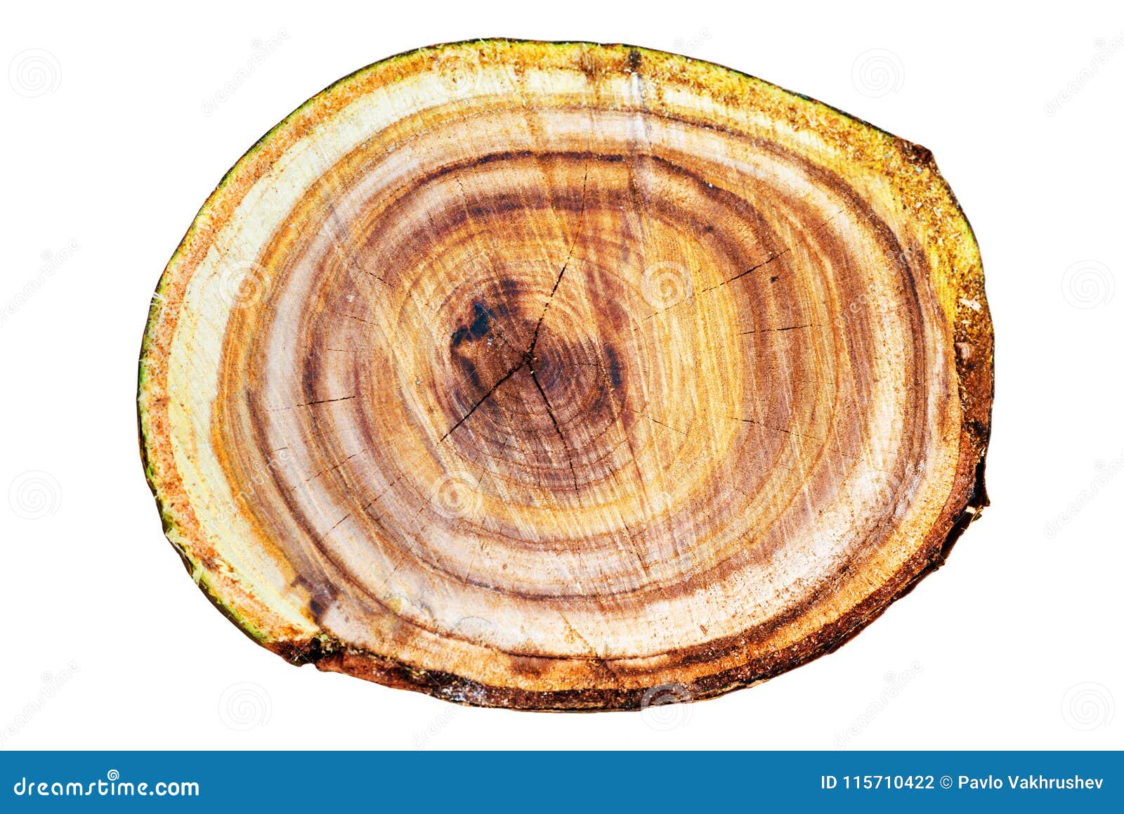 Wooden tree trunk texture stock photo. Image of texture - 115710422