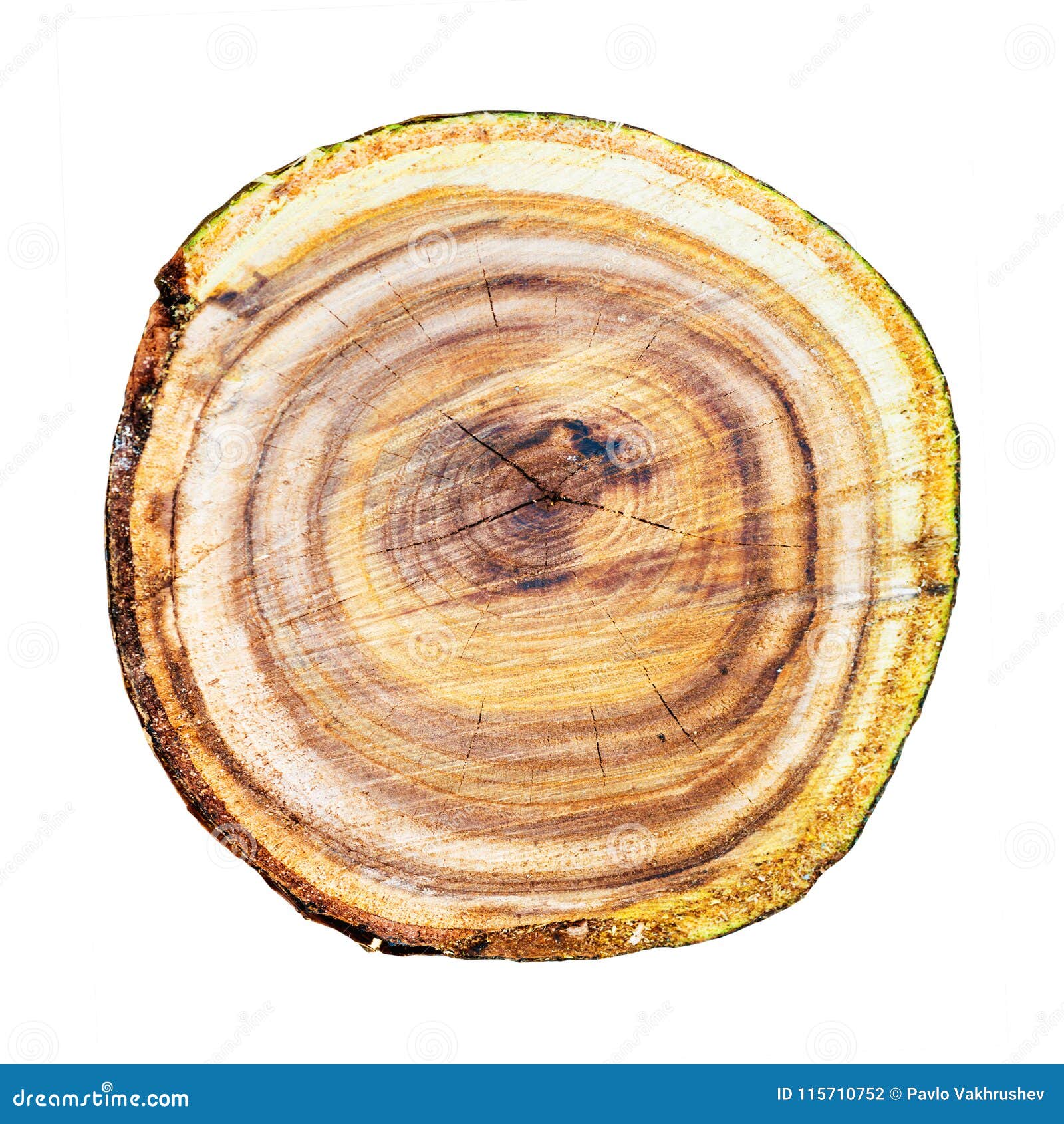 Wooden tree trunk texture stock photo. Image of surface - 115710752