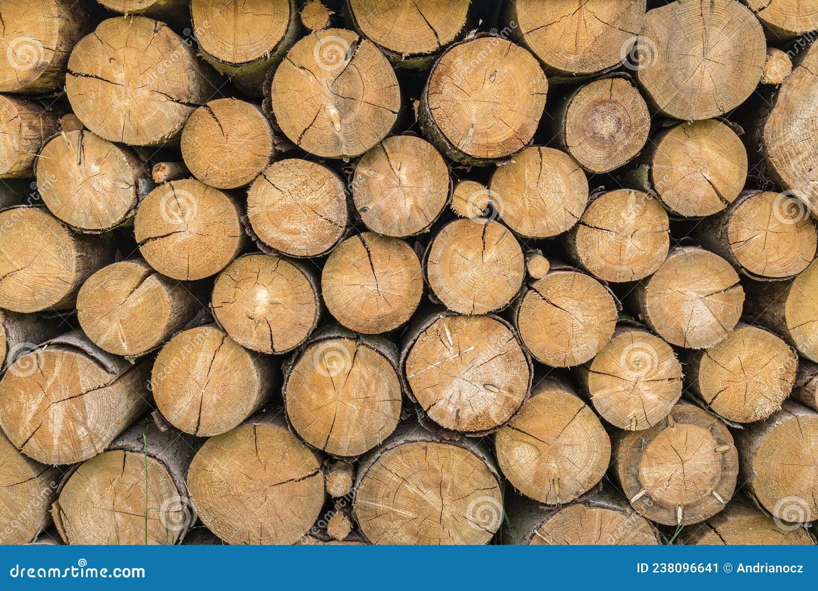 Wooden Trunks or Logs of Trees Cut and Stacked on the Ground Stock ...
