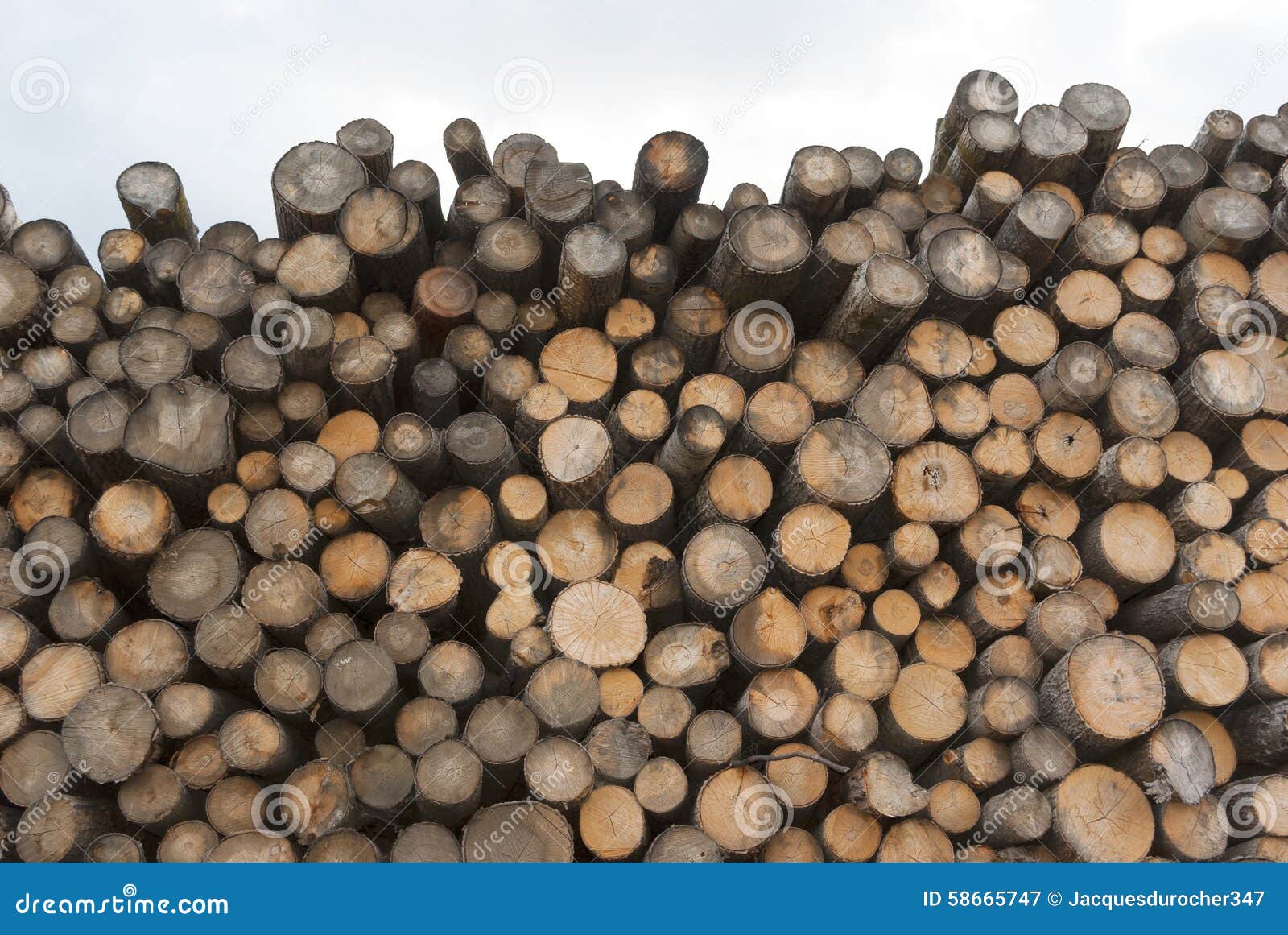 Wooden trunks side view stock image. Image of texture - 58665747