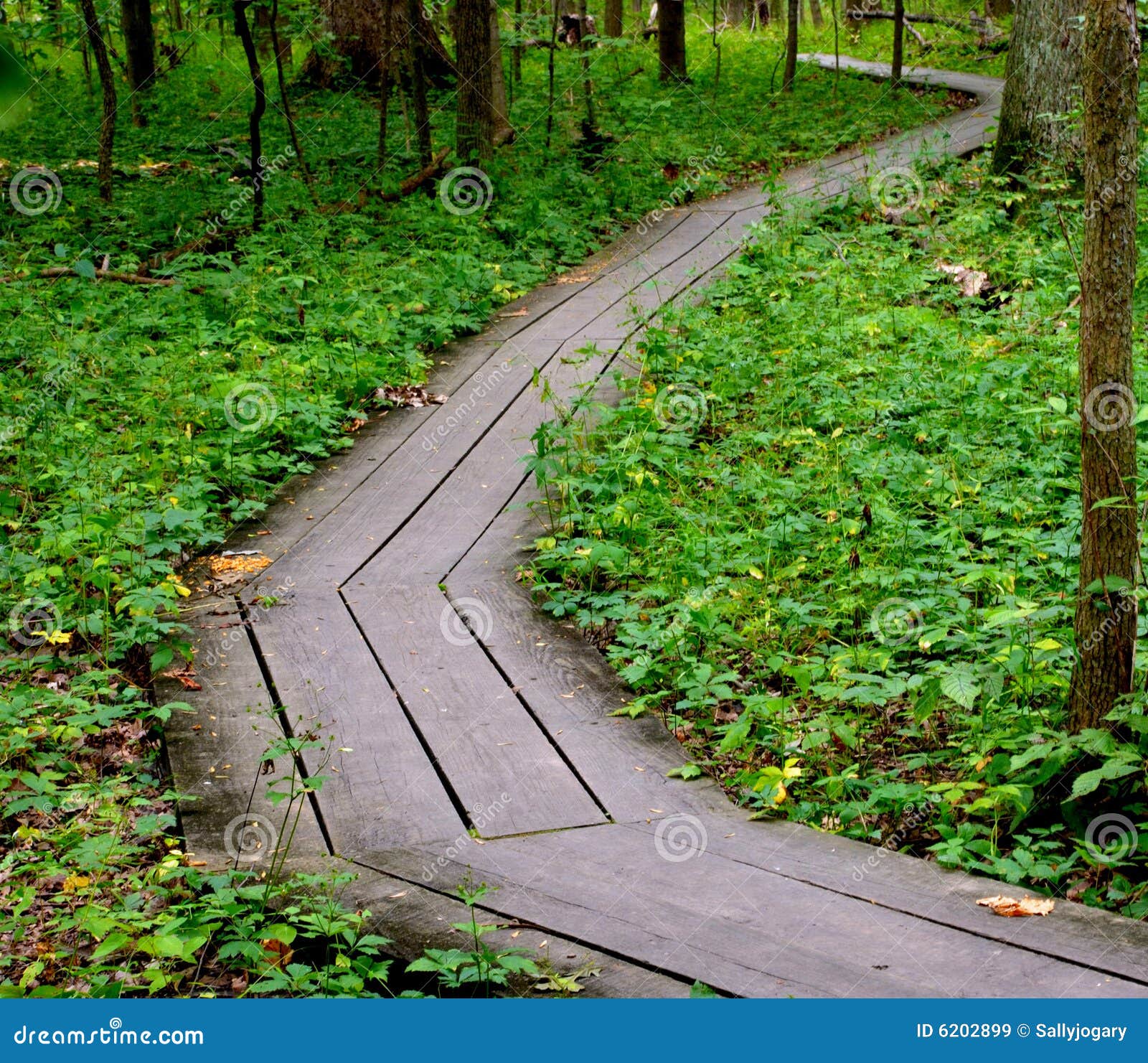 Wooden Walk stock image. Image of outdoors, boards, walkway - 6202899