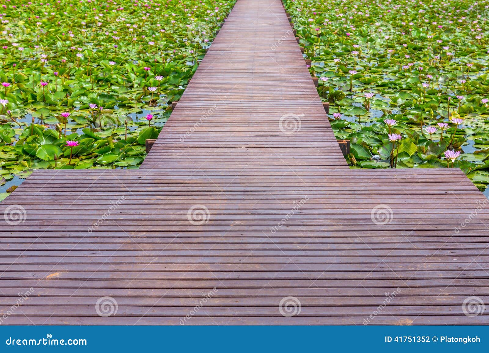 Wooden walk way stock photo. Image of natural, season - 41751352
