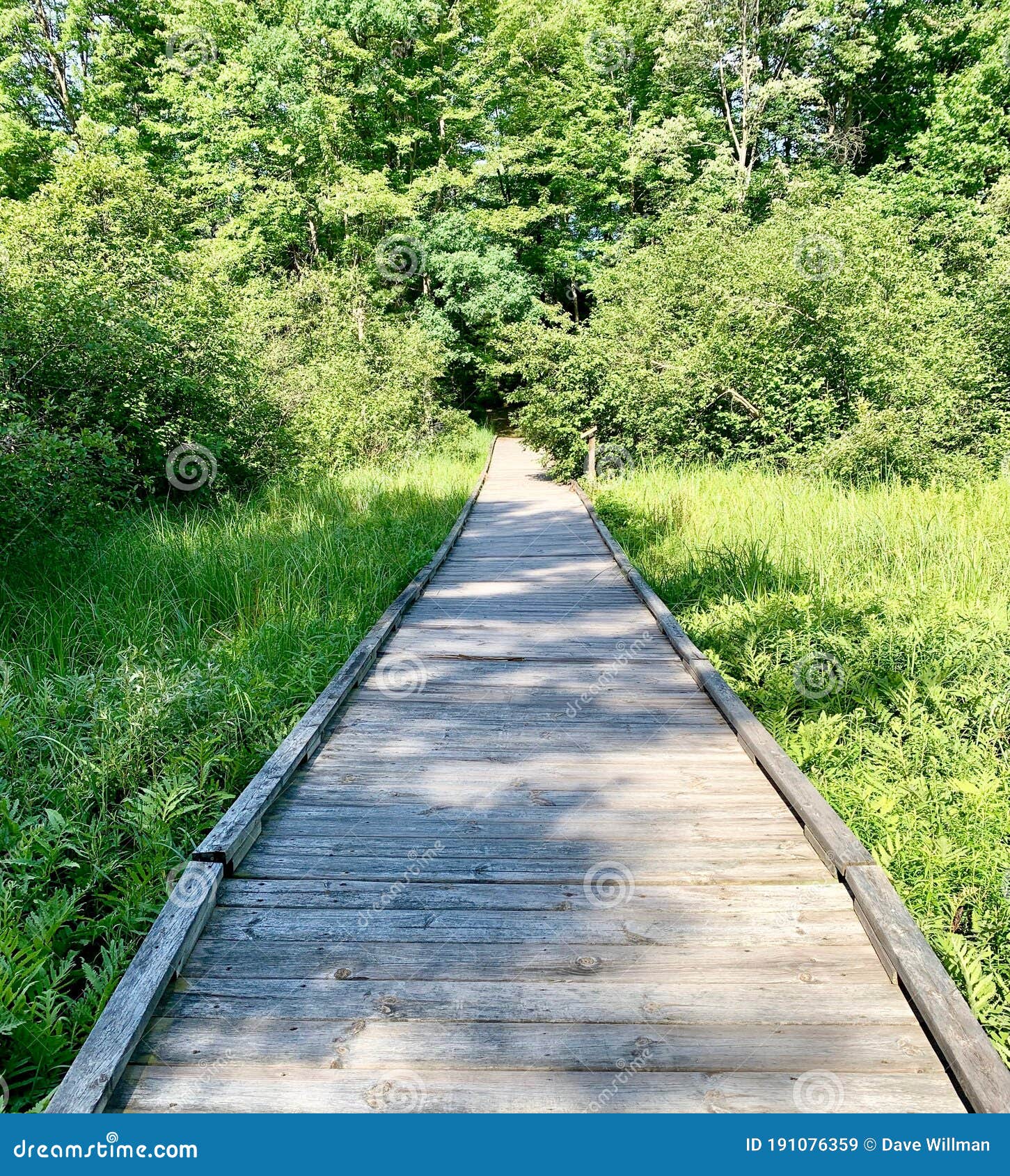 Wooden walking bridge stock image. Image of wooden, marsh - 191076359