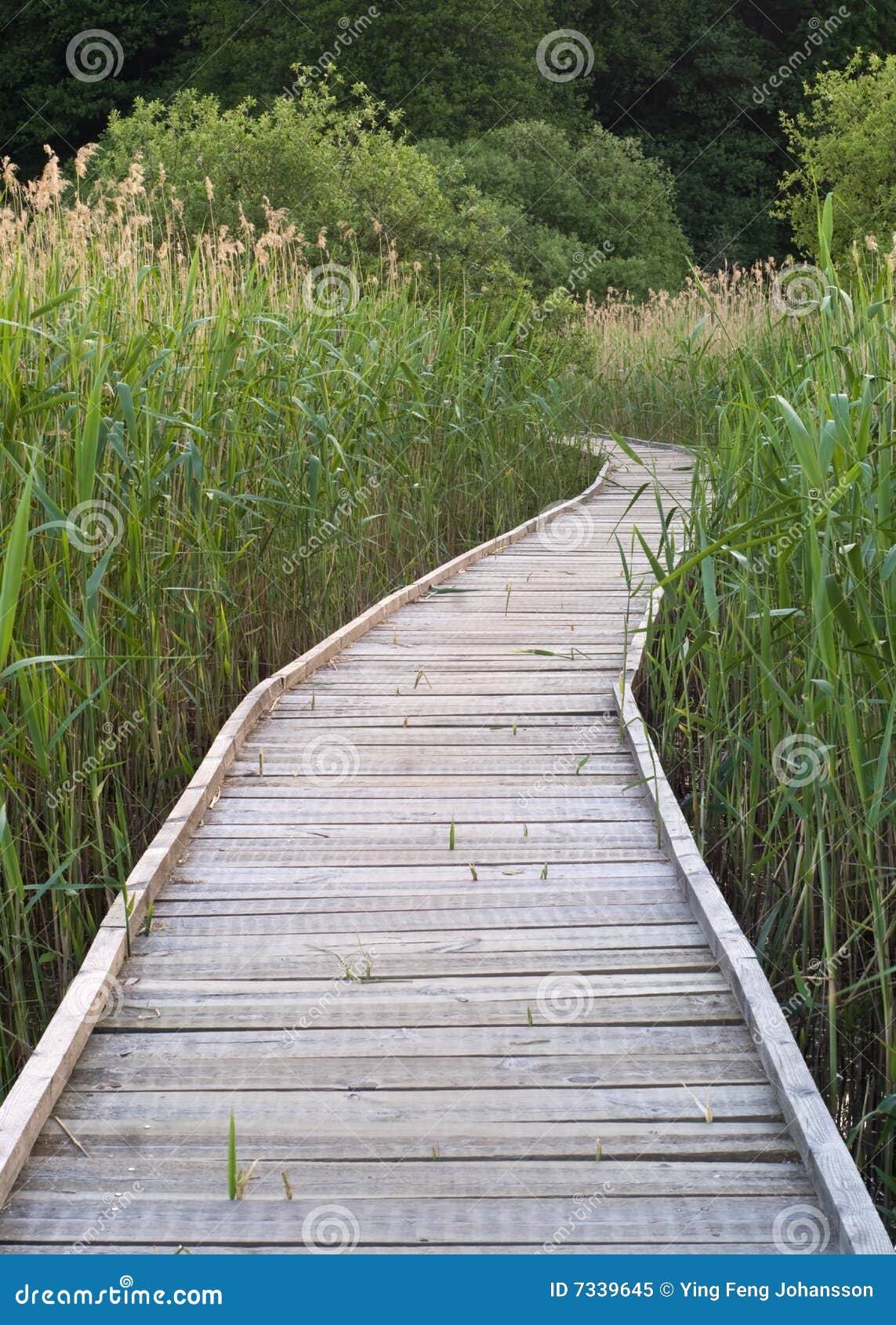 Wooden walking path stock image. Image of road, summer - 7339645