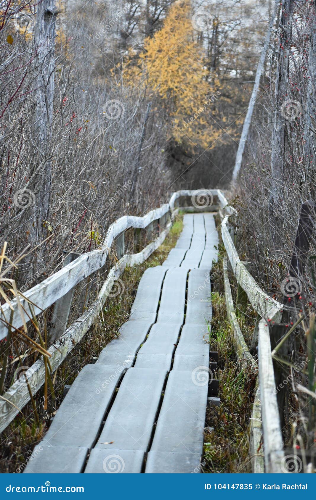 Wooden Walking Path through Forest Stock Image - Image of hike, walking ...