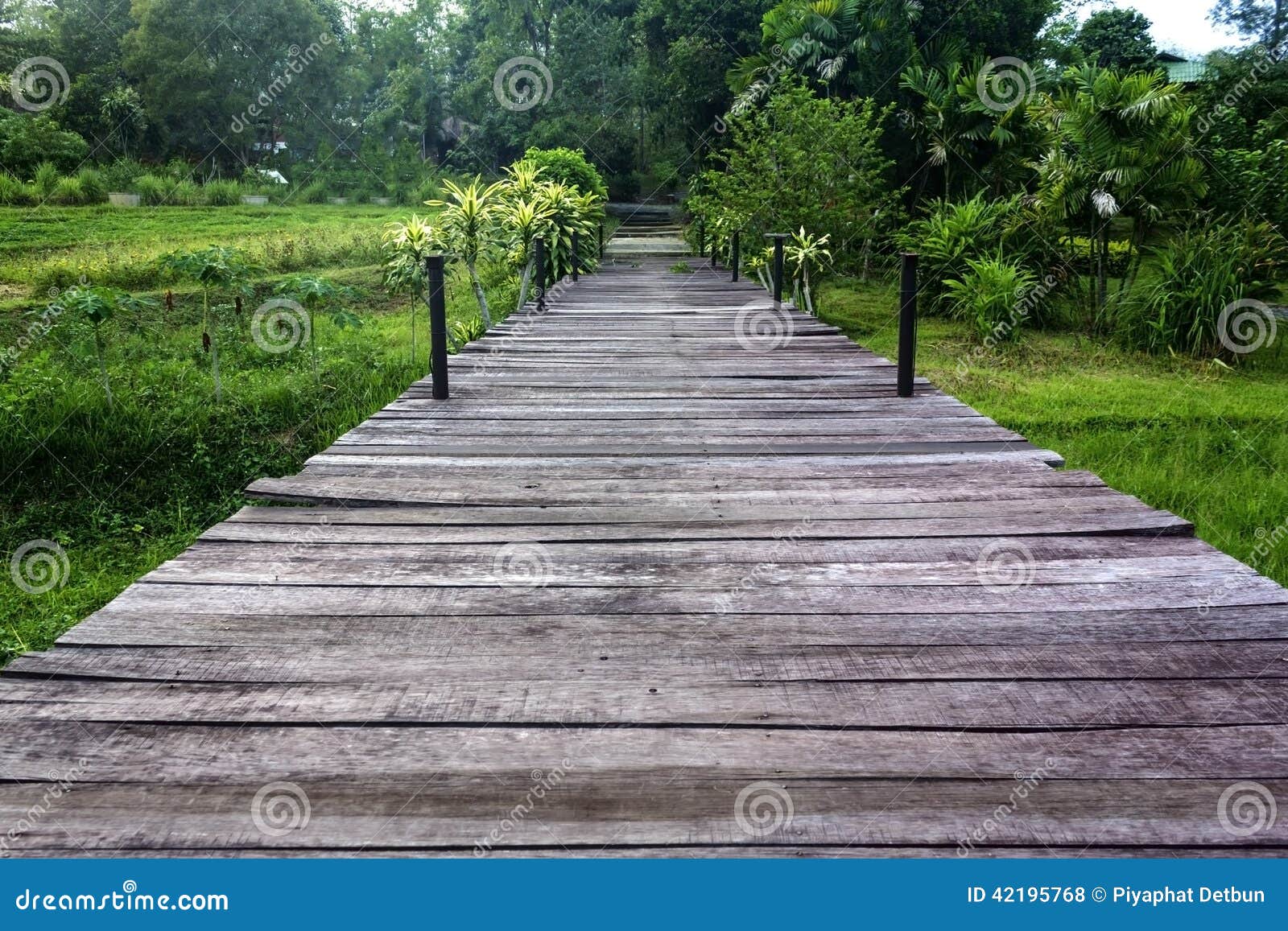 Wooden walking path stock photo. Image of direction, lonely - 42195768