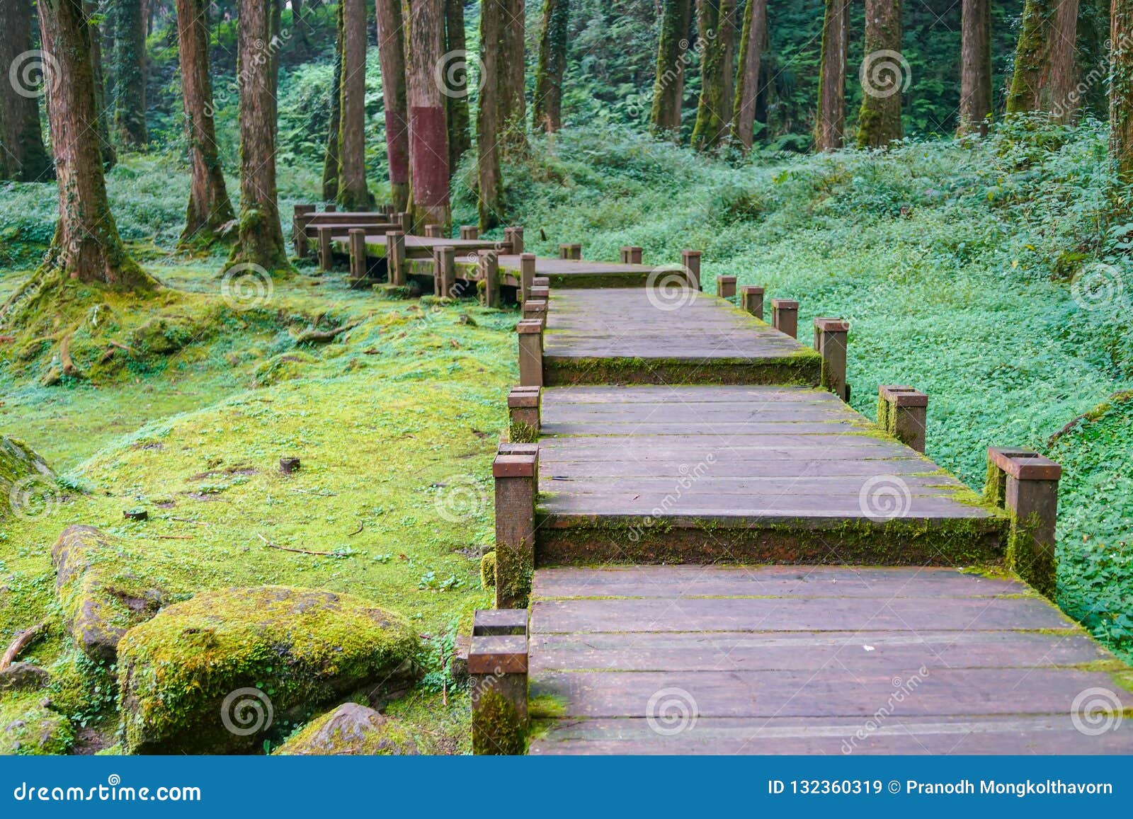 Wooden walking path i stock image. Image of bridge, beautiful - 132360319
