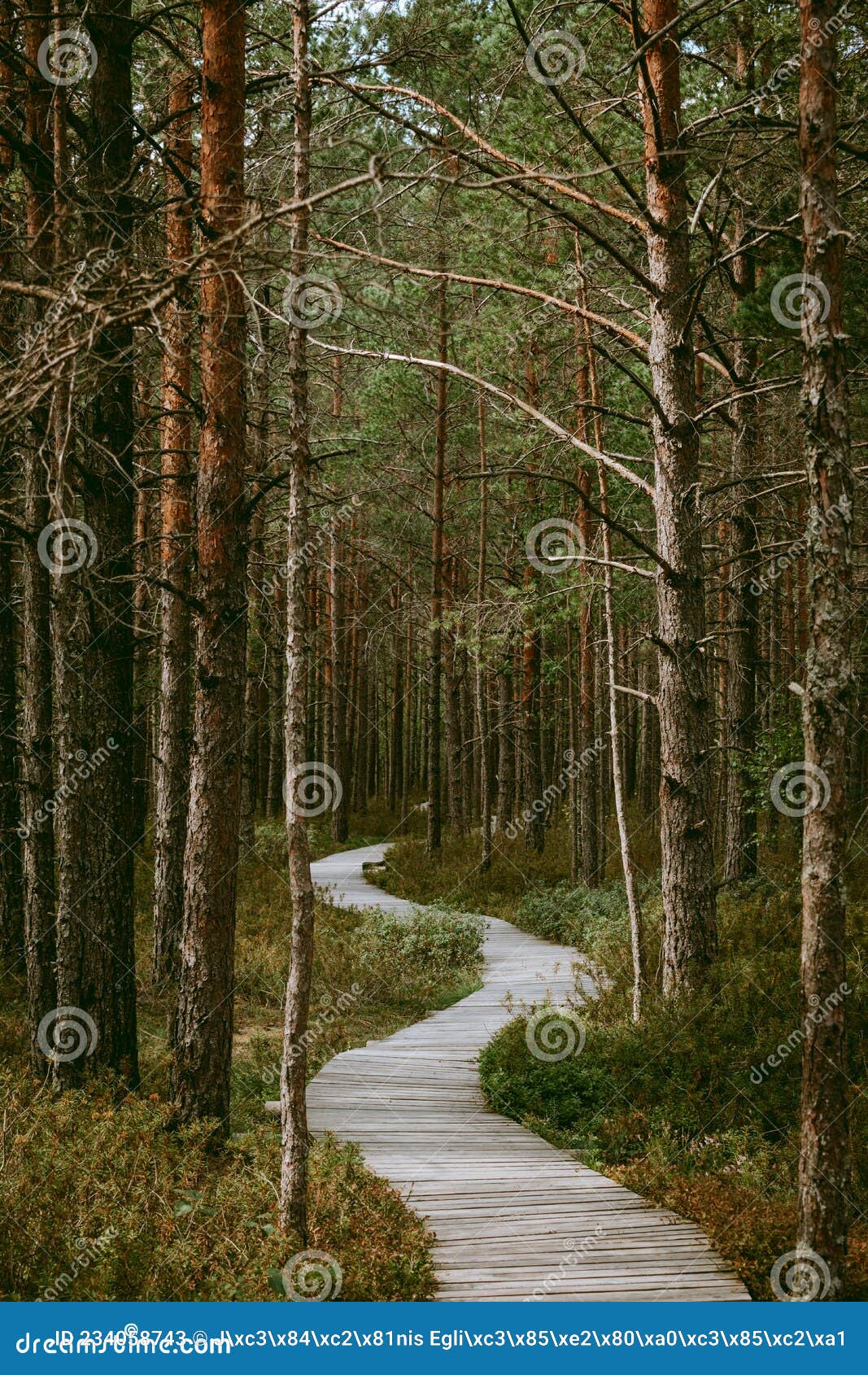 Wooden Walking Trail in a Swamp with Forest Around it Stock Image ...